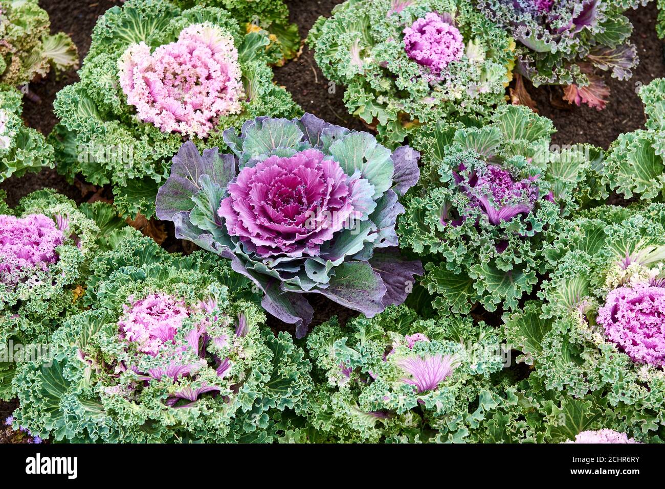Ornamental cabbage winter hi-res stock photography and images - Alamy