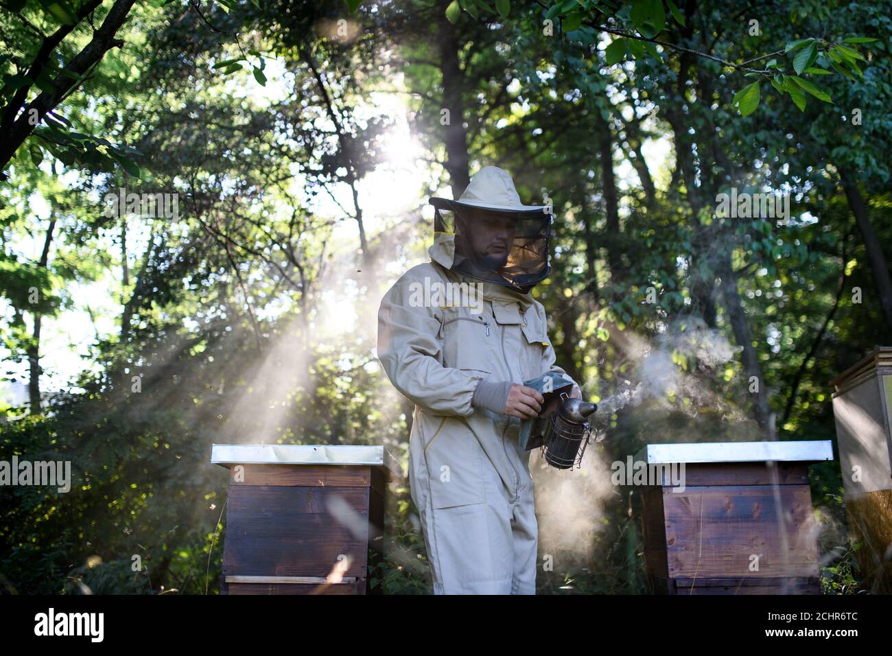 Portrait of man beekeeper working in apiary, using bee smoker Stock ...