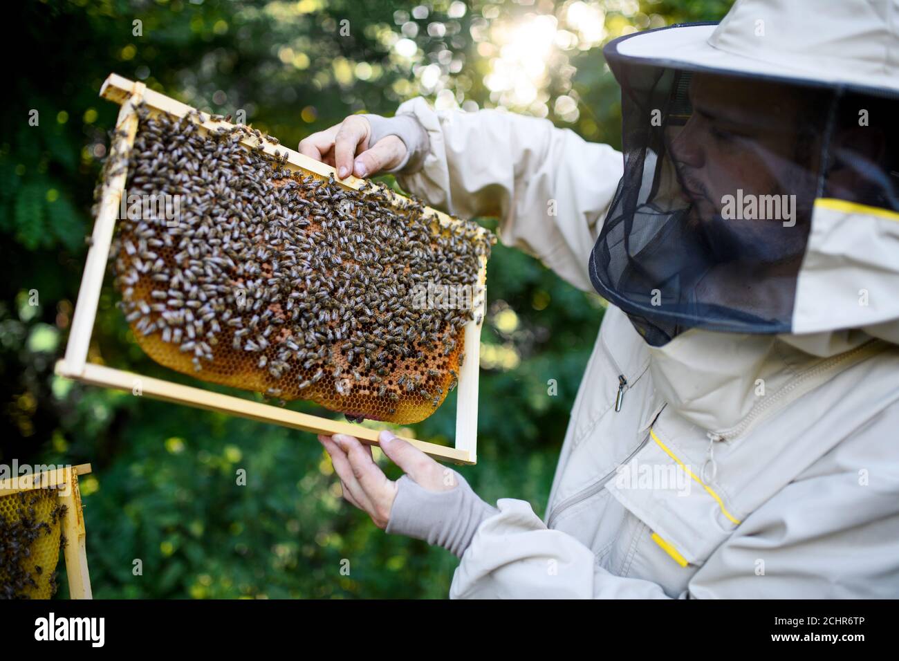 Beehive full bees bee collecting hi-res stock photography and images ...
