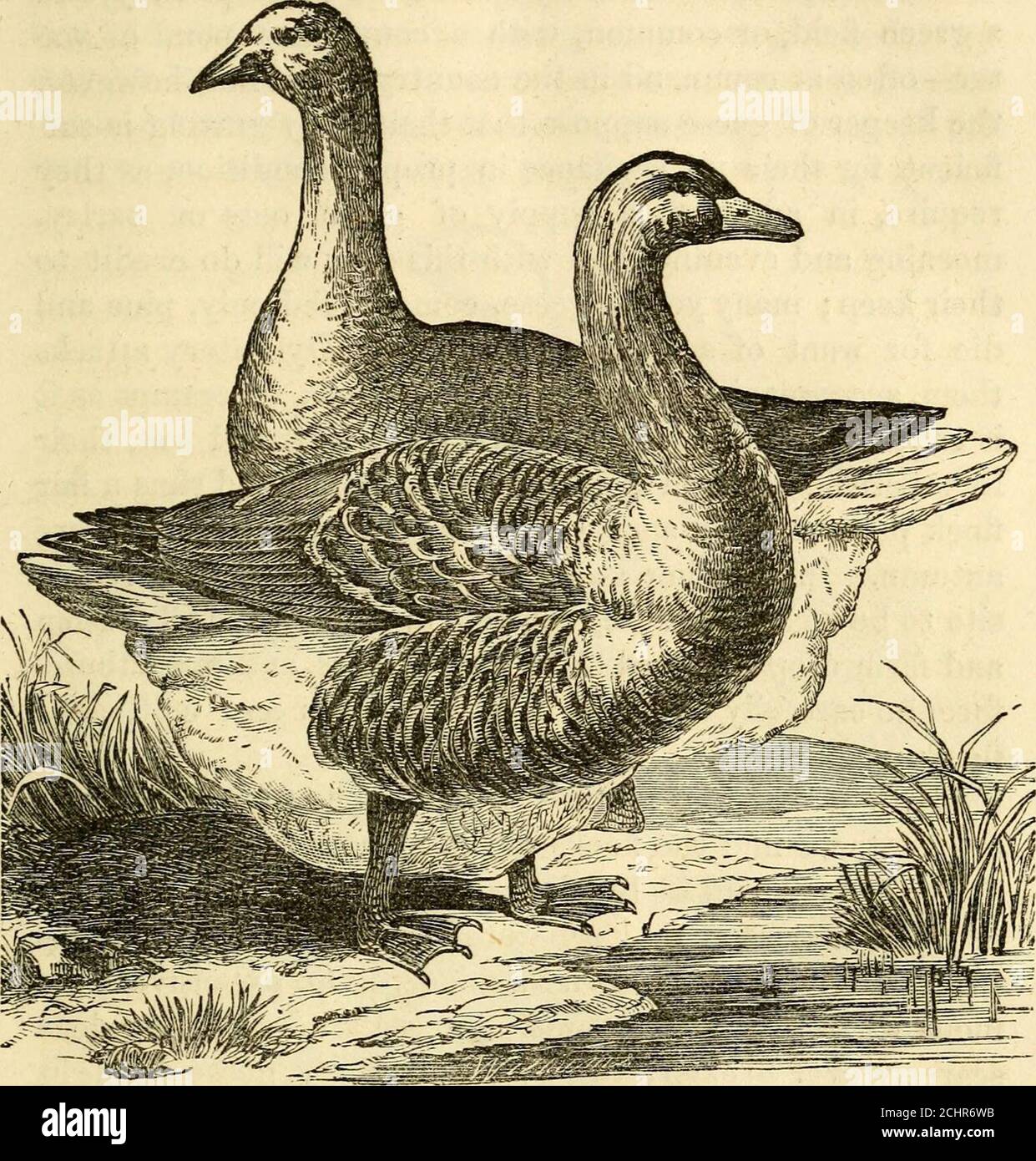 Guinea fowl in yard hi-res stock photography and images - Alamy