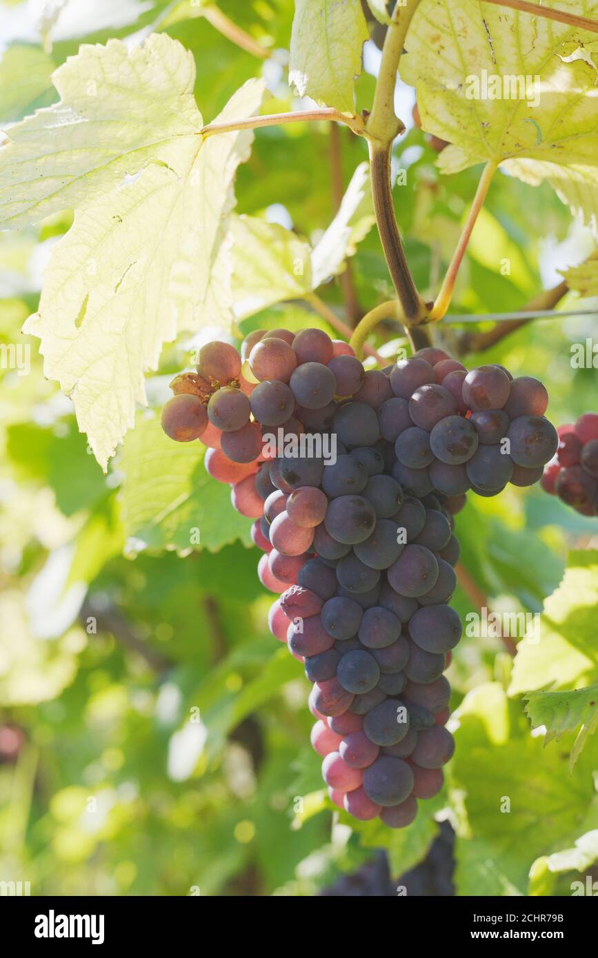 Grapes in the sunlight, just before harvest Stock Photo - Alamy