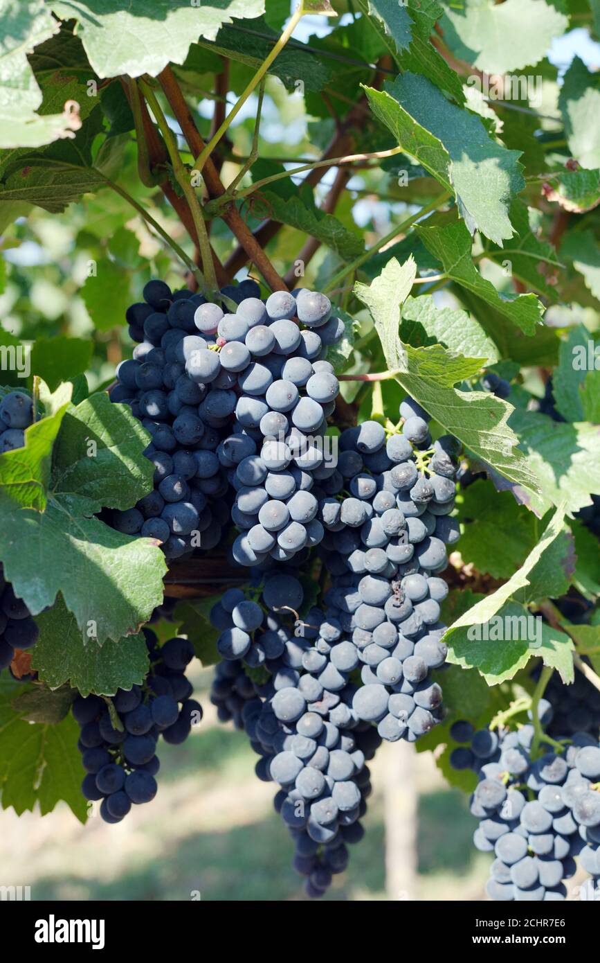 Grapes in the sunlight, just before harvest Stock Photo - Alamy