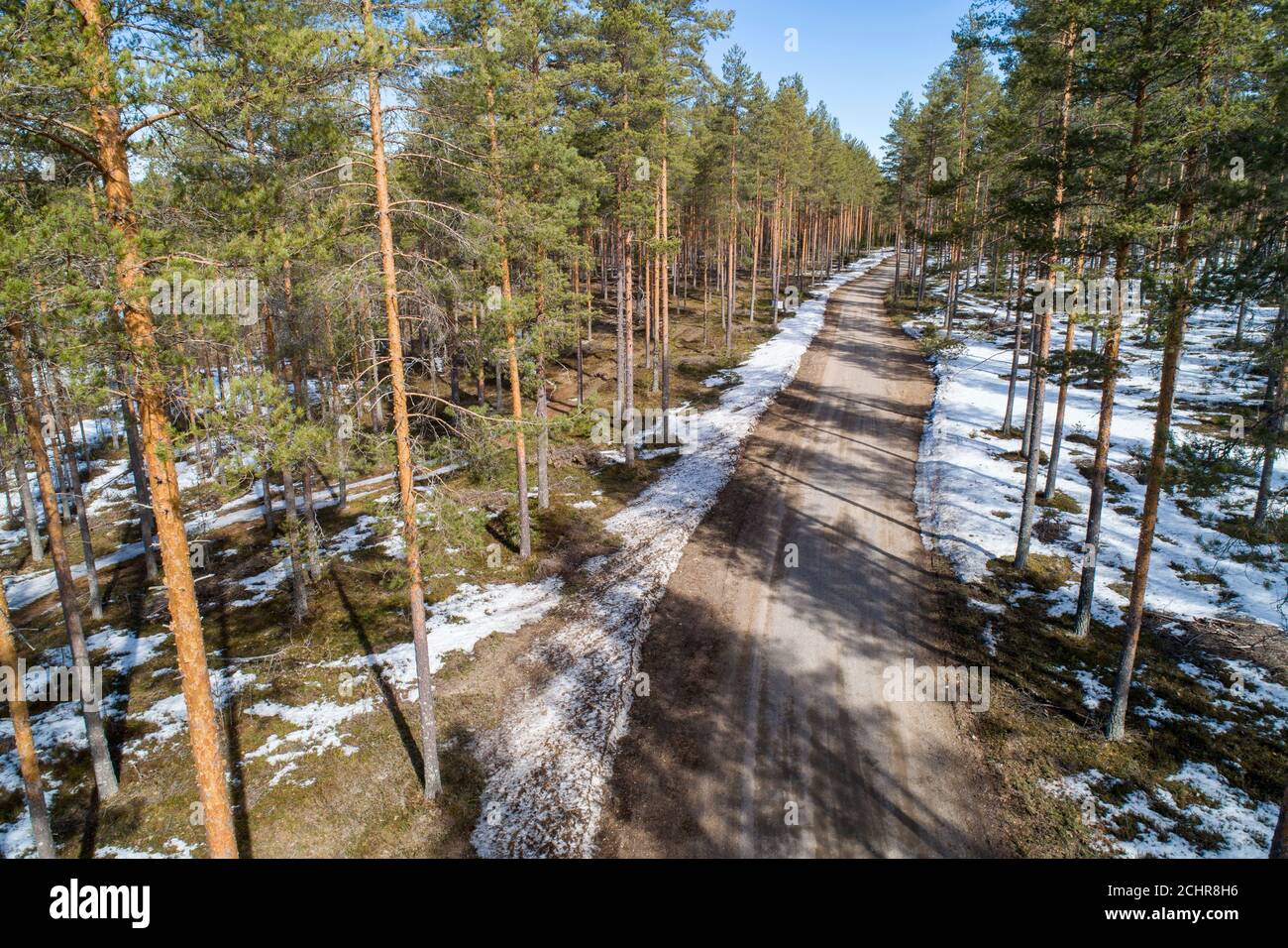 Forest road going through coniferous forest , pines ( Pinus Sylvestris ...