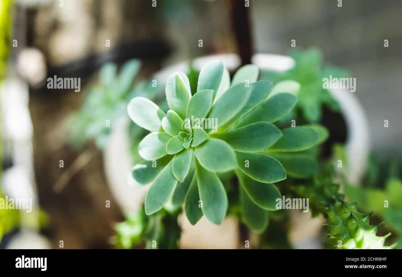 High angle shot decorative hi-res stock photography and images - Alamy