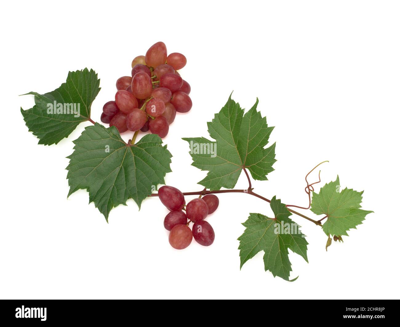 Autumn grapes leaves Cut Out Stock Images & Pictures - Alamy