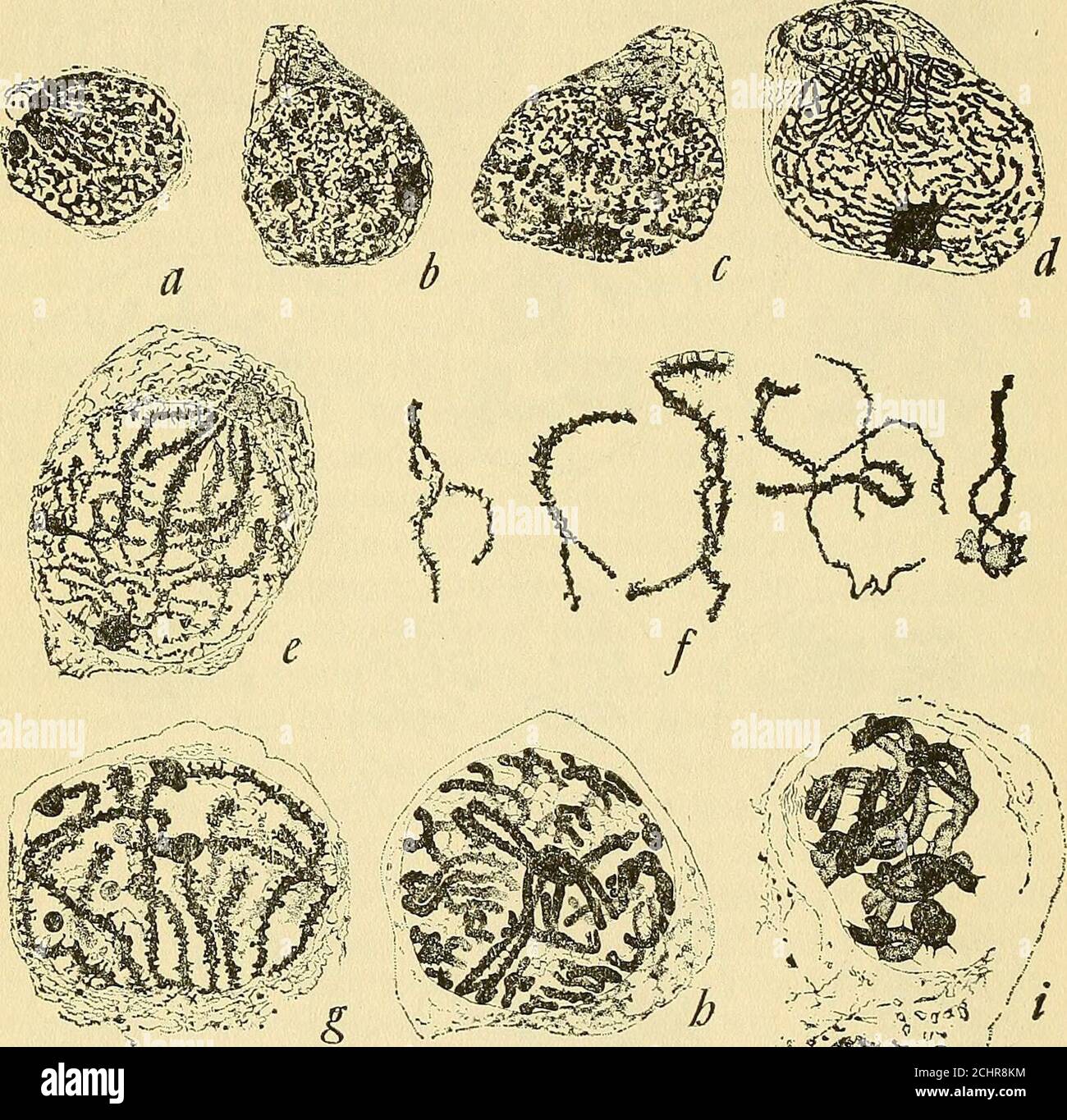 Tomopteris High Resolution Stock Photography and Images - Alamy