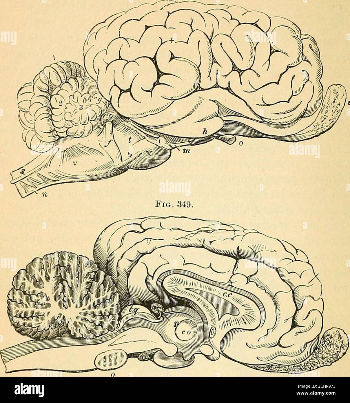 Pigeon brain hi-res stock photography and images - Alamy