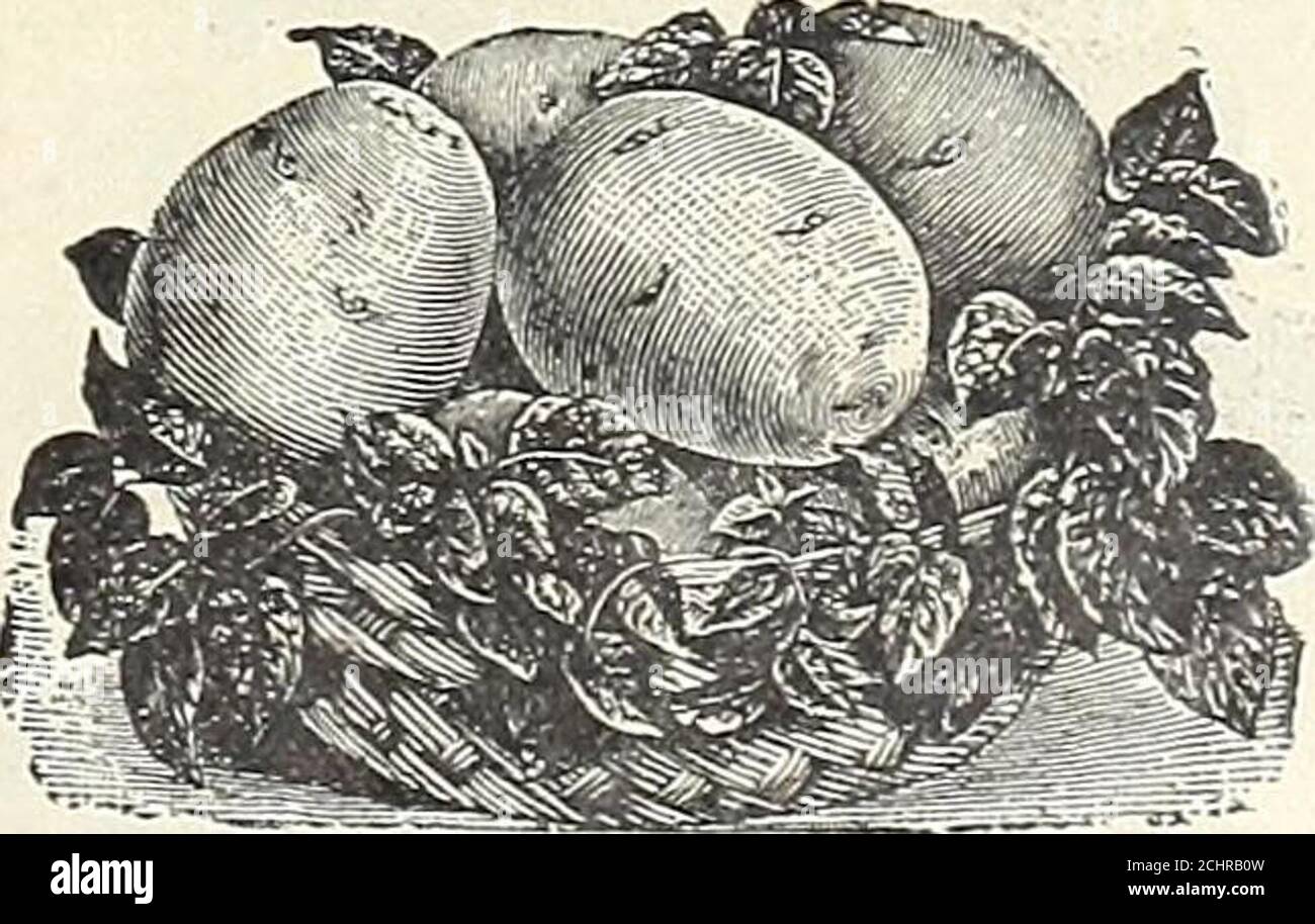 . Everything for the garden : 1906 . SIB WALTEB BALEIQH POTATO.. UNCLE ...