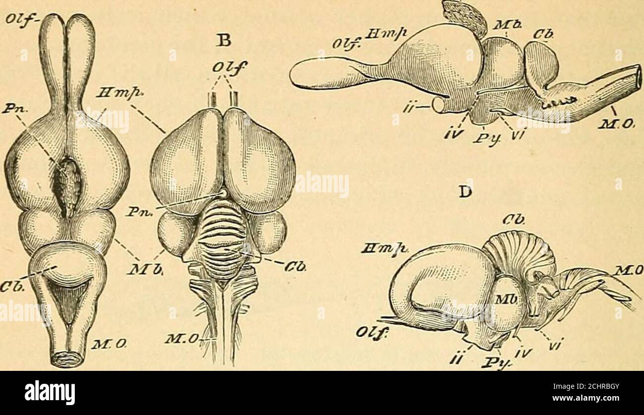 Rhinencephalon hi-res stock photography and images - Alamy