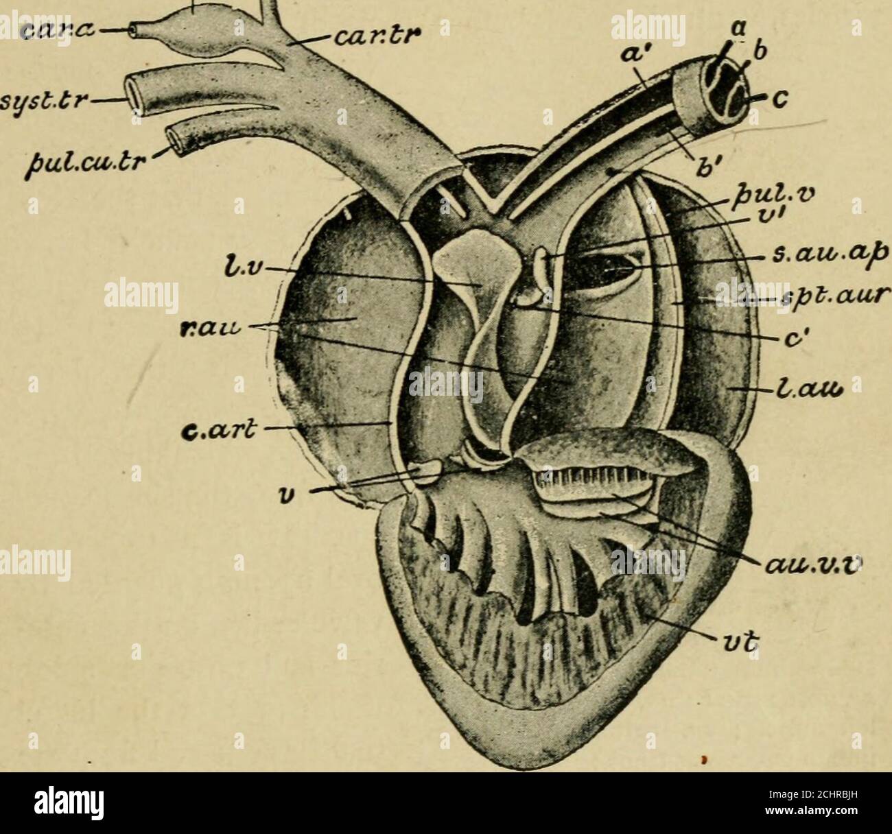 Sulcus Terminalis Heart Anatomy