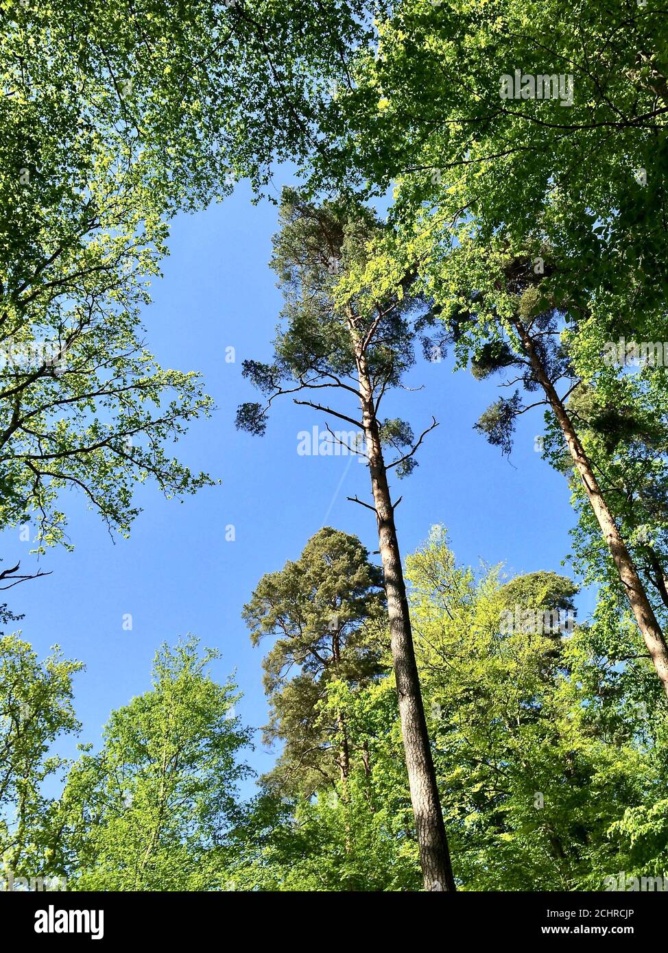look into the sky through trees Stock Photo - Alamy