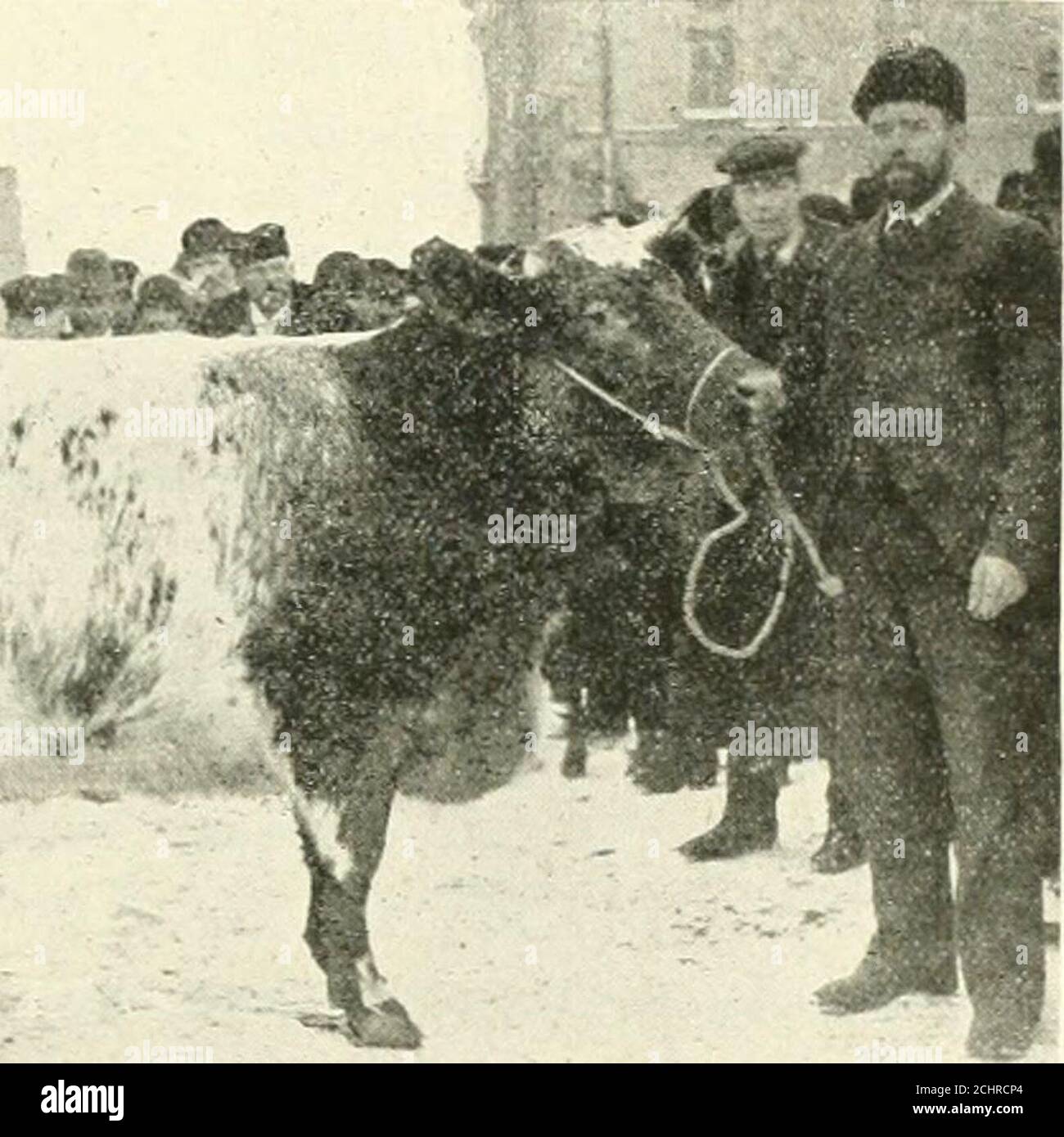 . Ontario Sessional Papers, 1902, No.19-24 . Three-YearOld Grade Heher ...