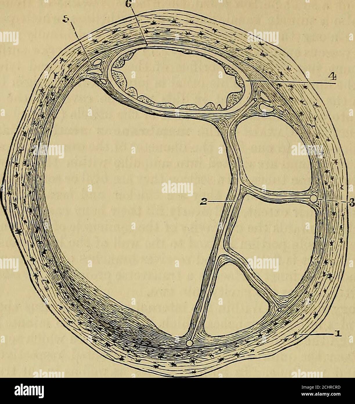 Membranous labyrinth hi-res stock photography and images - Alamy