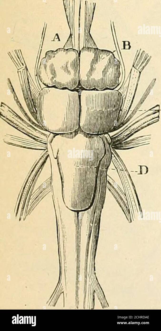 . A text-book of comparative physiology for students and practitioners ...
