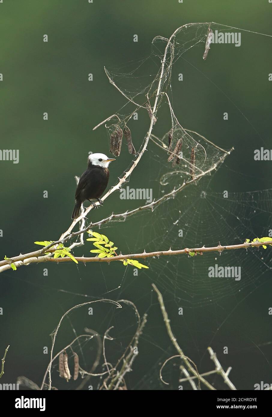 White-headed Marsh-tyrant (Arundinicola leucocephala) adult perched ...