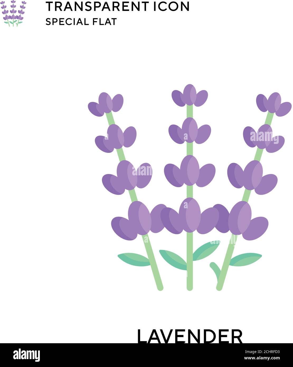 Lavender fragrant flowers Stock Vector Images - Alamy