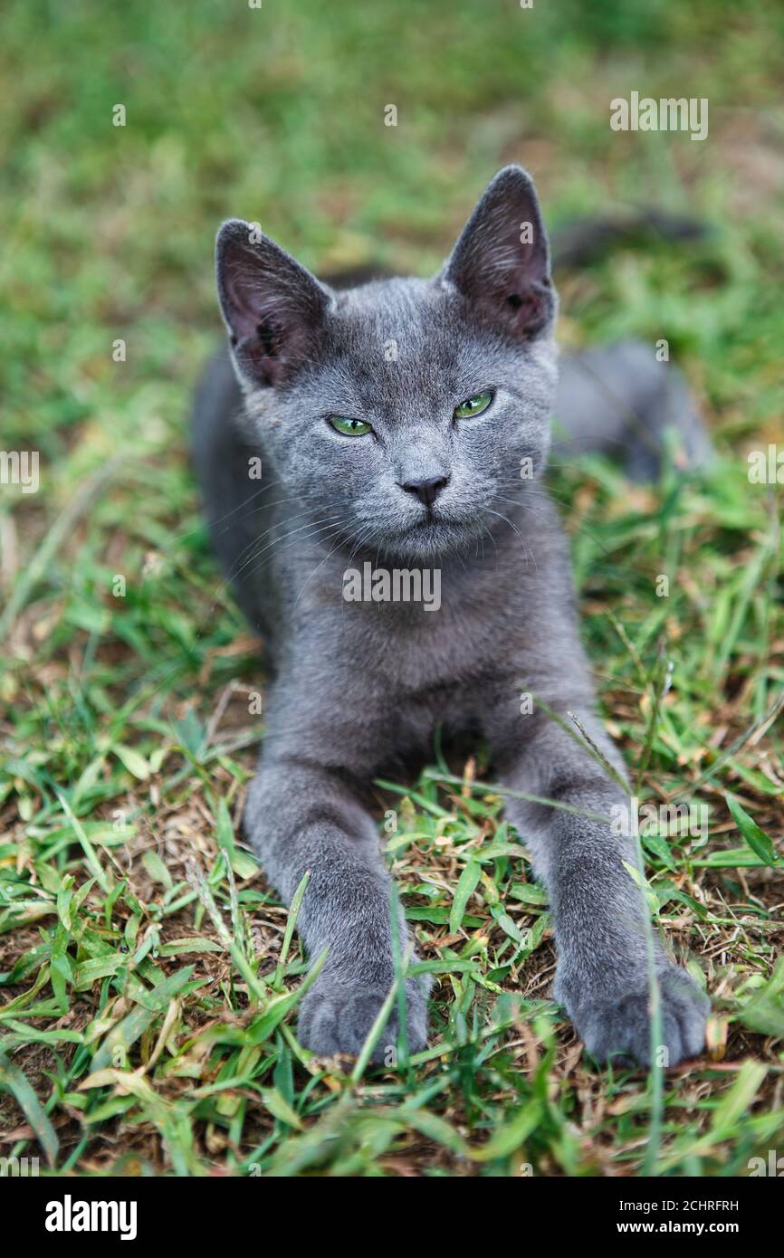 Russian Blue Cat With Green Eyes Outside