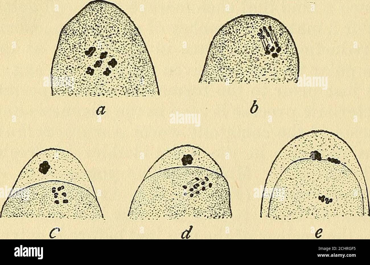 . The physical basis of heredity . Fia. 14. -Oocyte of Ancyracanthus, a ...