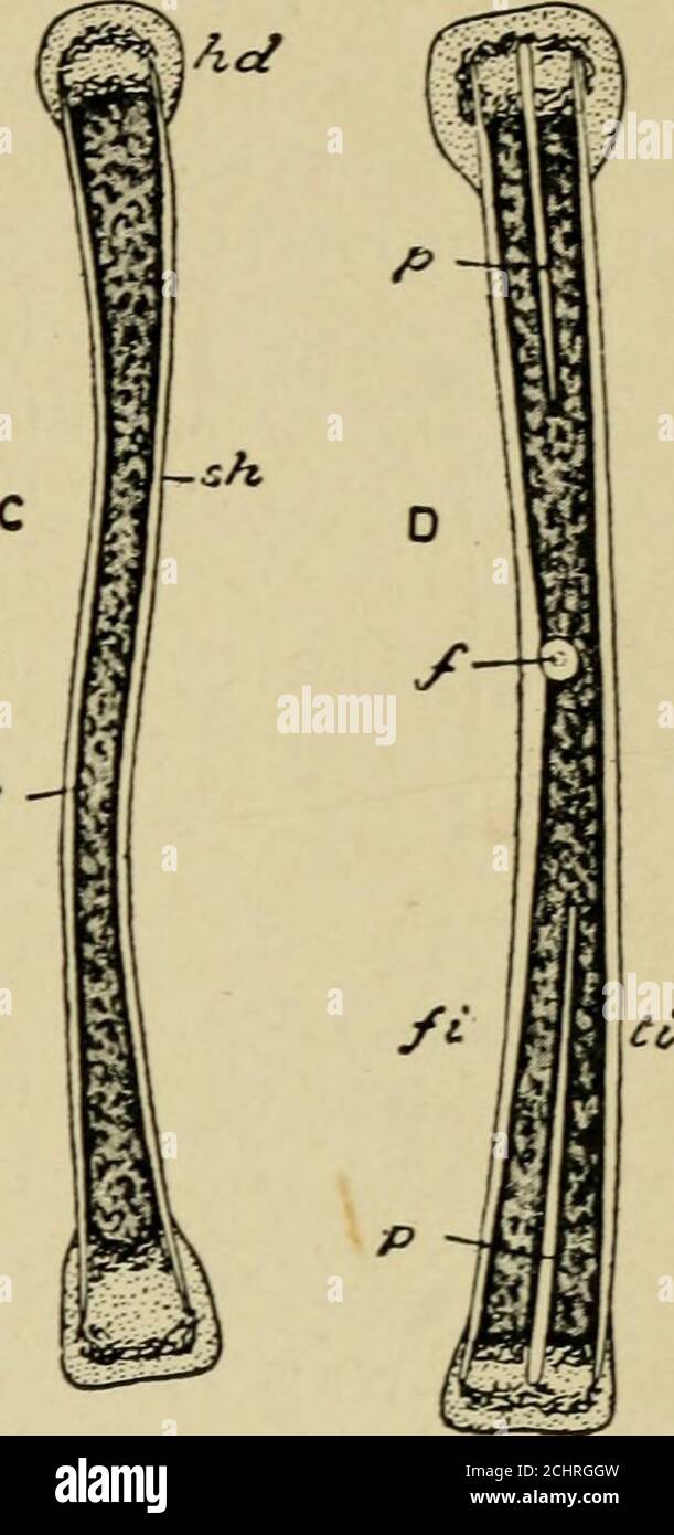 Distal row of carpal bones hi-res stock photography and images - Alamy