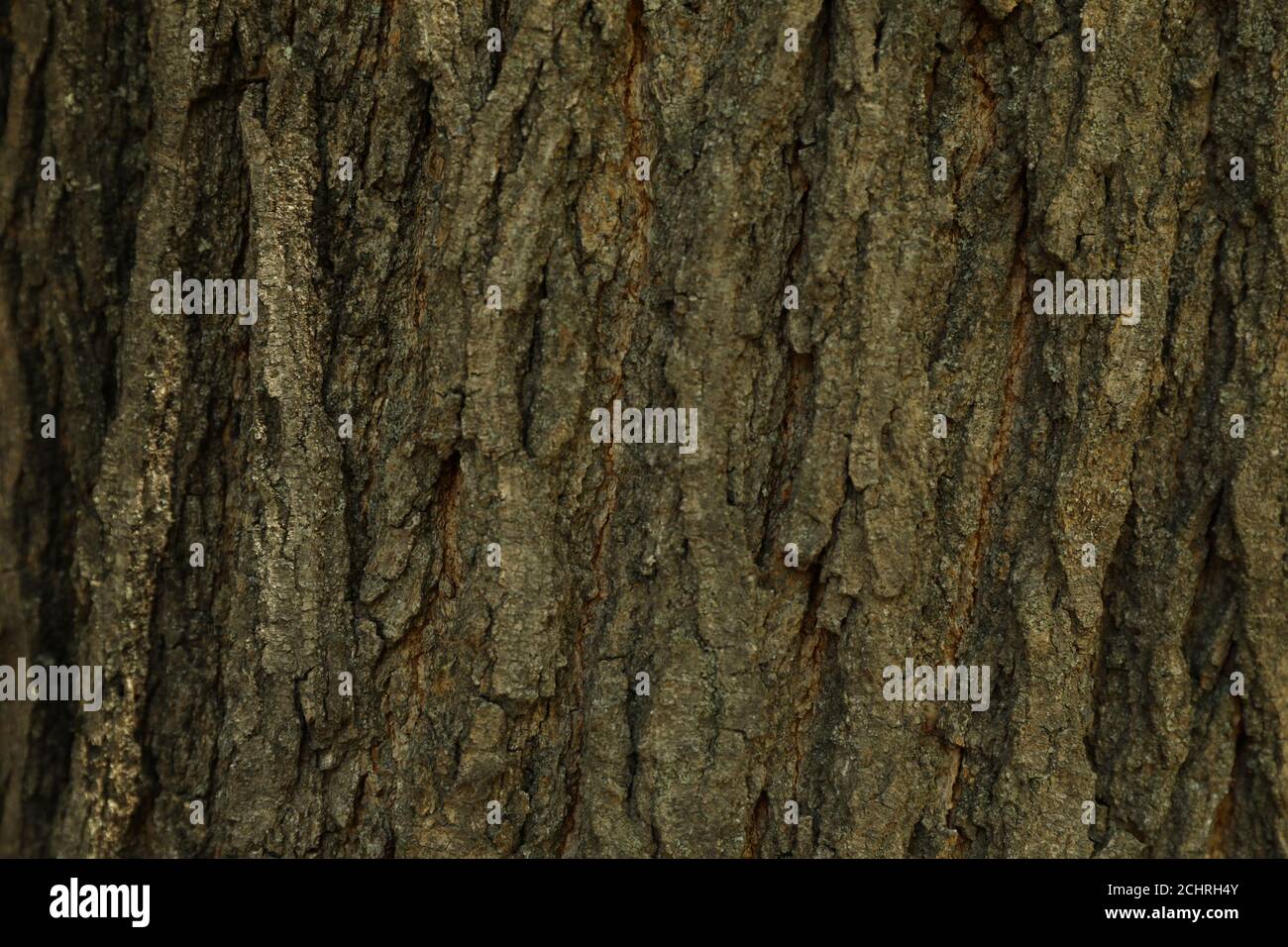 Bark of tree on whole background, close up Stock Photo - Alamy