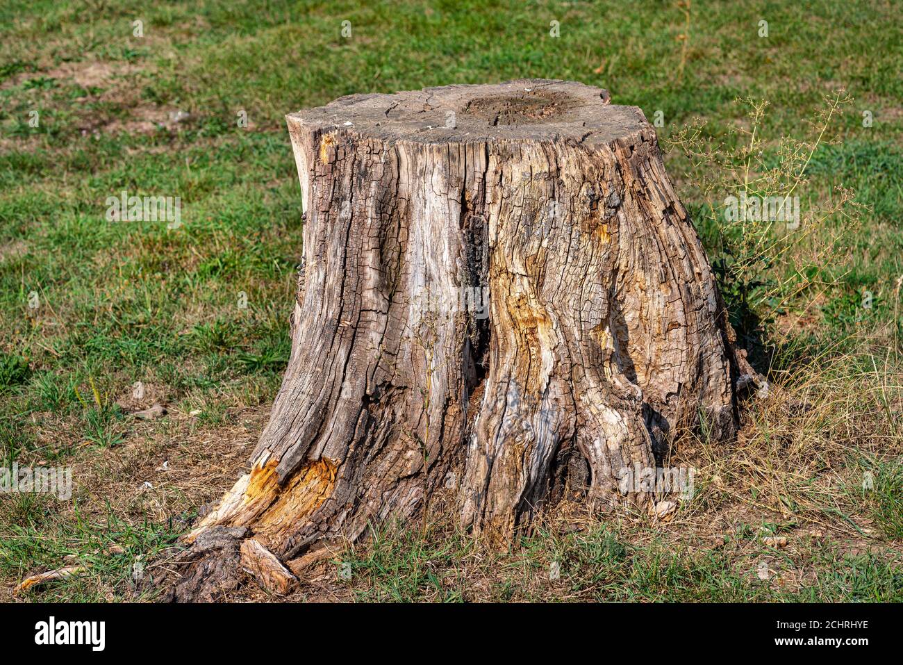 A cut and dry tree trunk growing in a grass field, nature destroyed ...