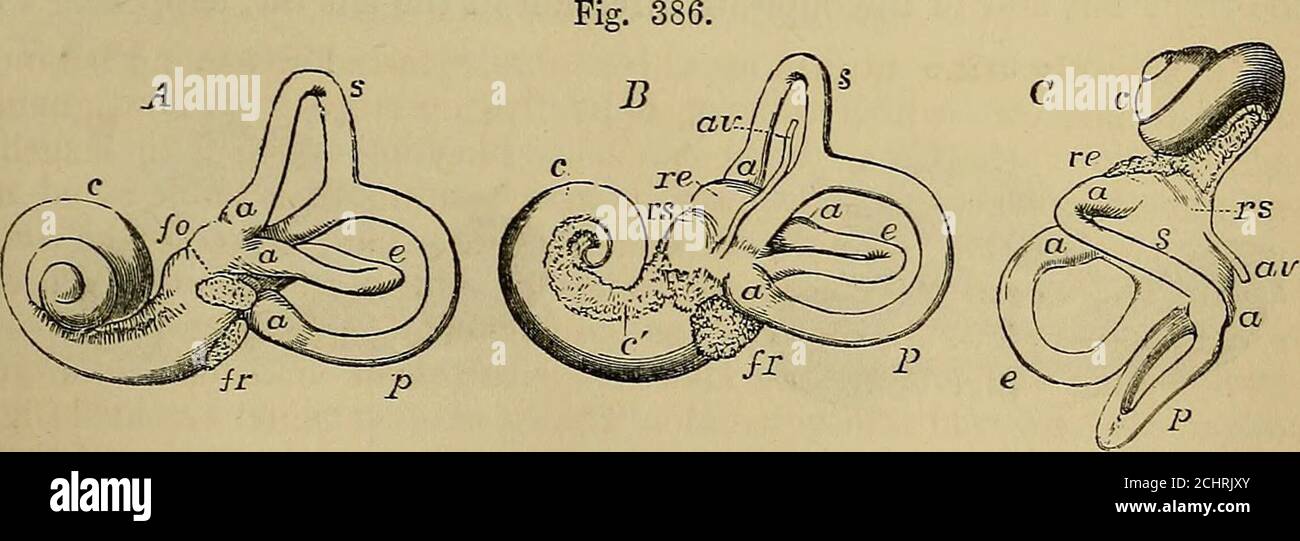 Hemispherica hi-res stock photography and images - Alamy