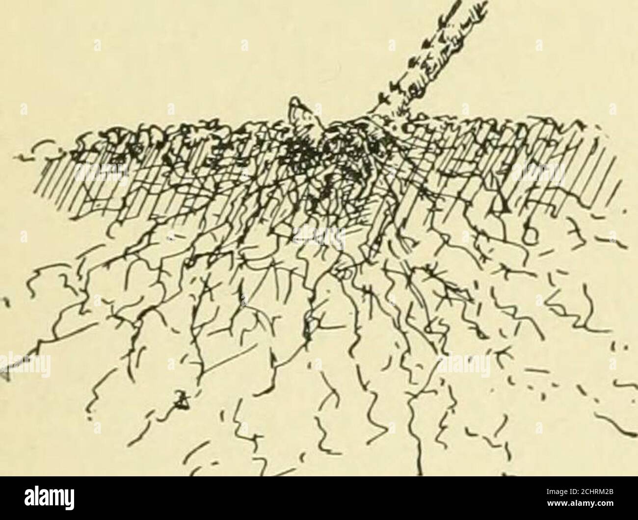 Leonhart rauwolf hi-res stock photography and images - Alamy