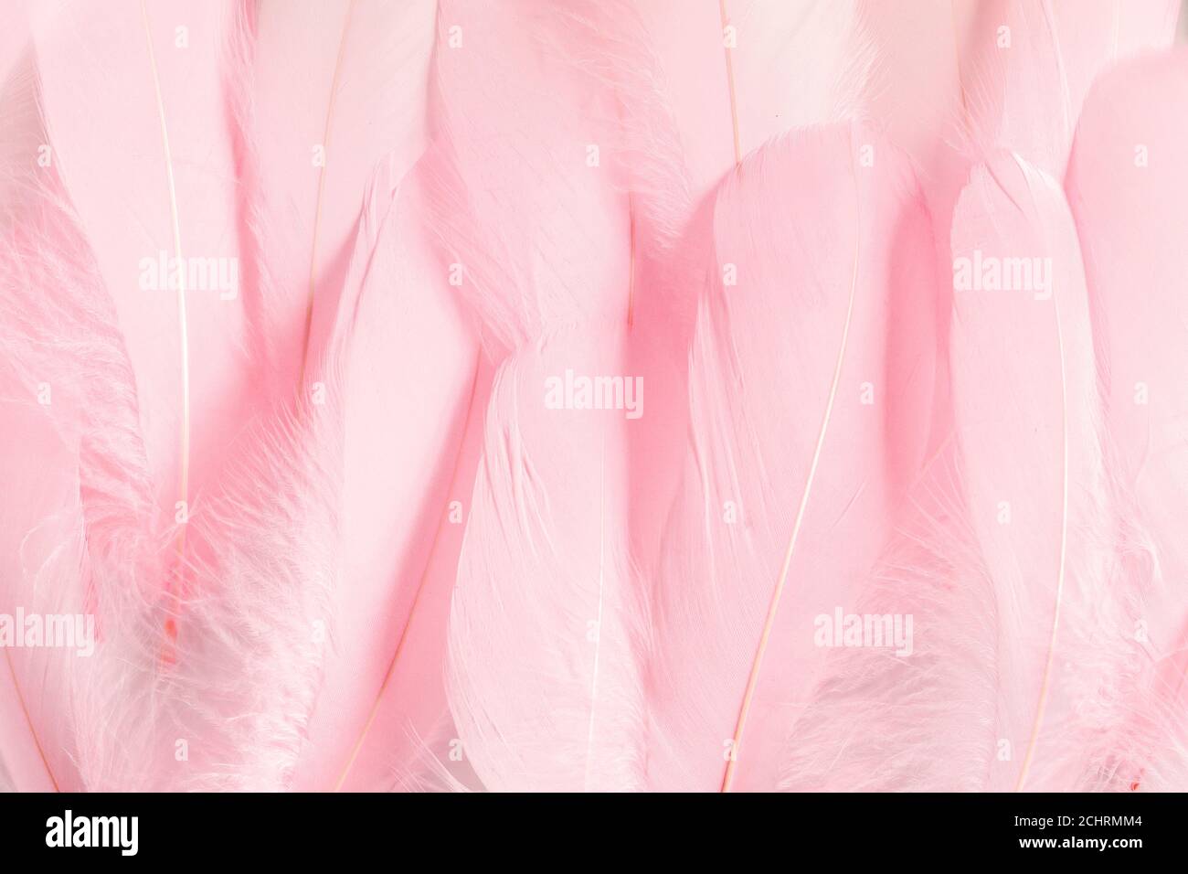 Pink feathers textured background. Feather background. Flat lay, top ...