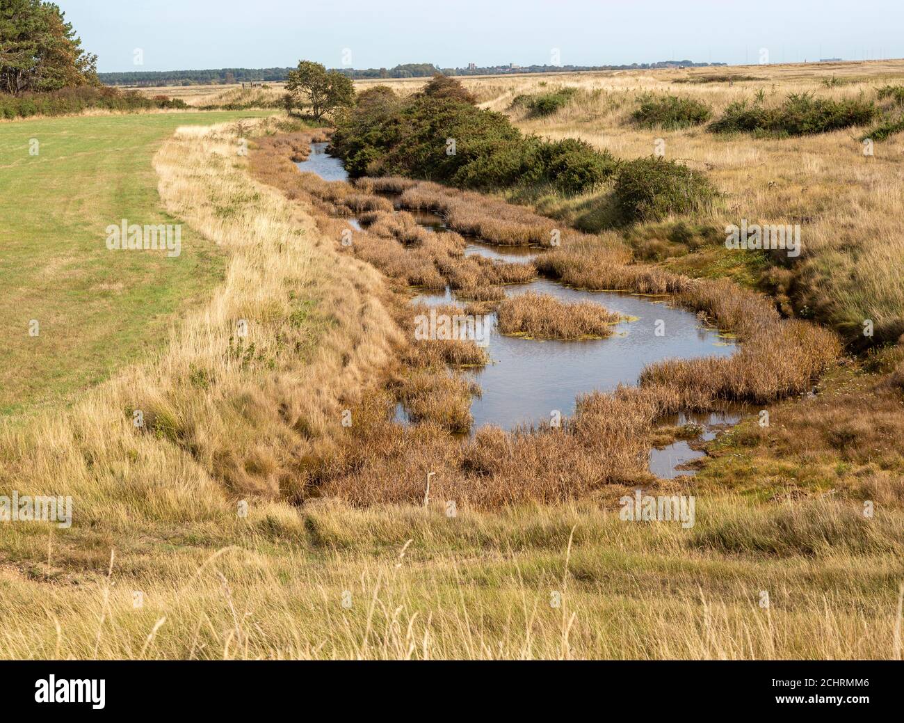 Drainage ditch wetland vegetation on marshland at Hollesley, Suffolk ...