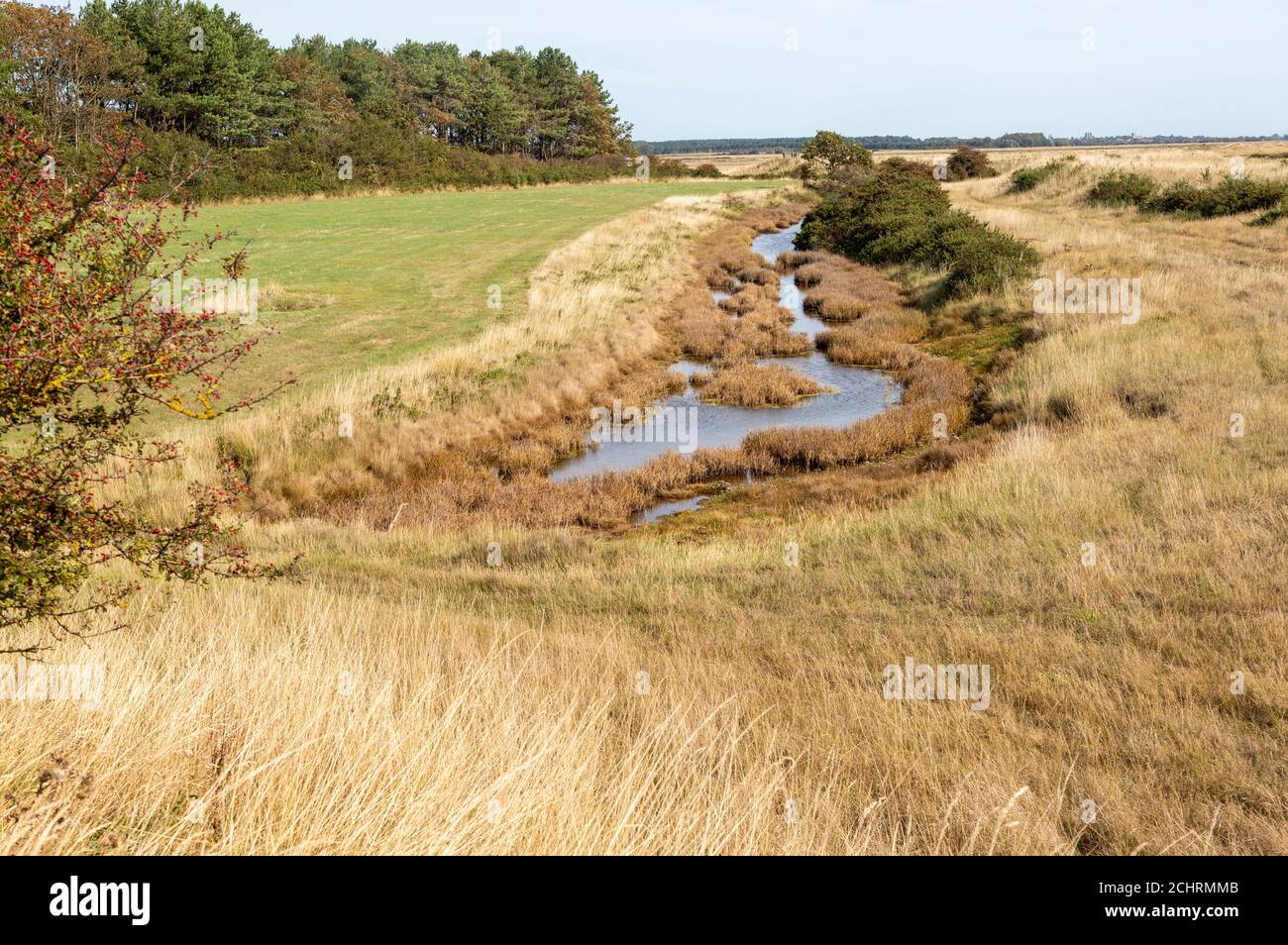 Drainage ditch wetland vegetation on marshland at Hollesley, Suffolk ...