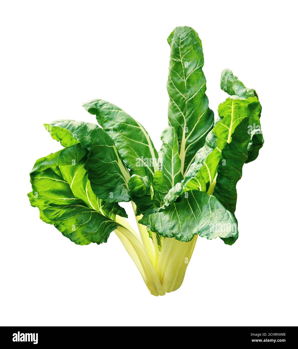 Cook plant hi-res stock photography and images - Alamy