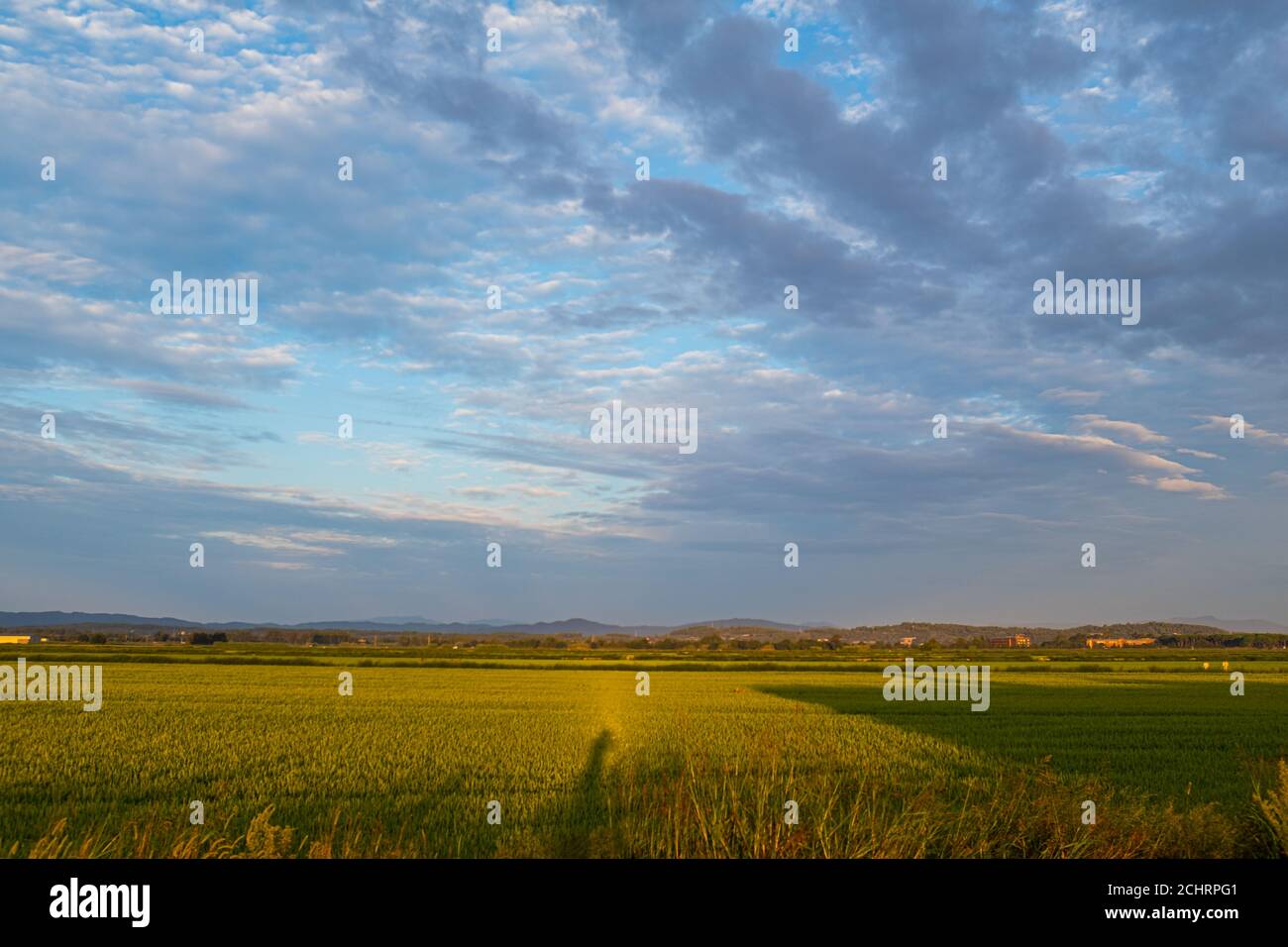 Yellow rice field landscape on a sunrise sky Stock Photo - Alamy