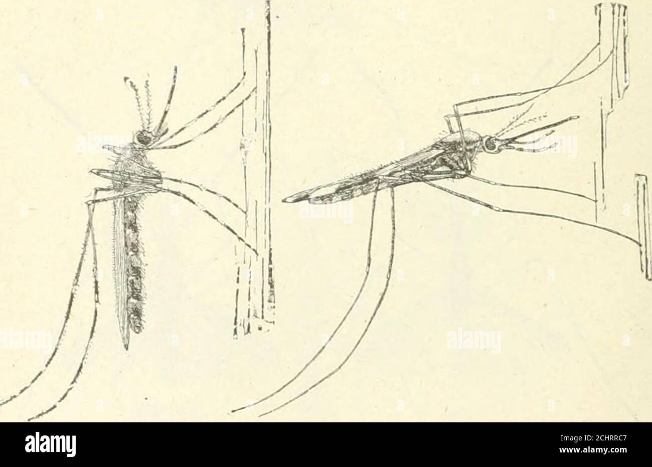 Mosquito Bill High Resolution Stock Photography and Images - Alamy