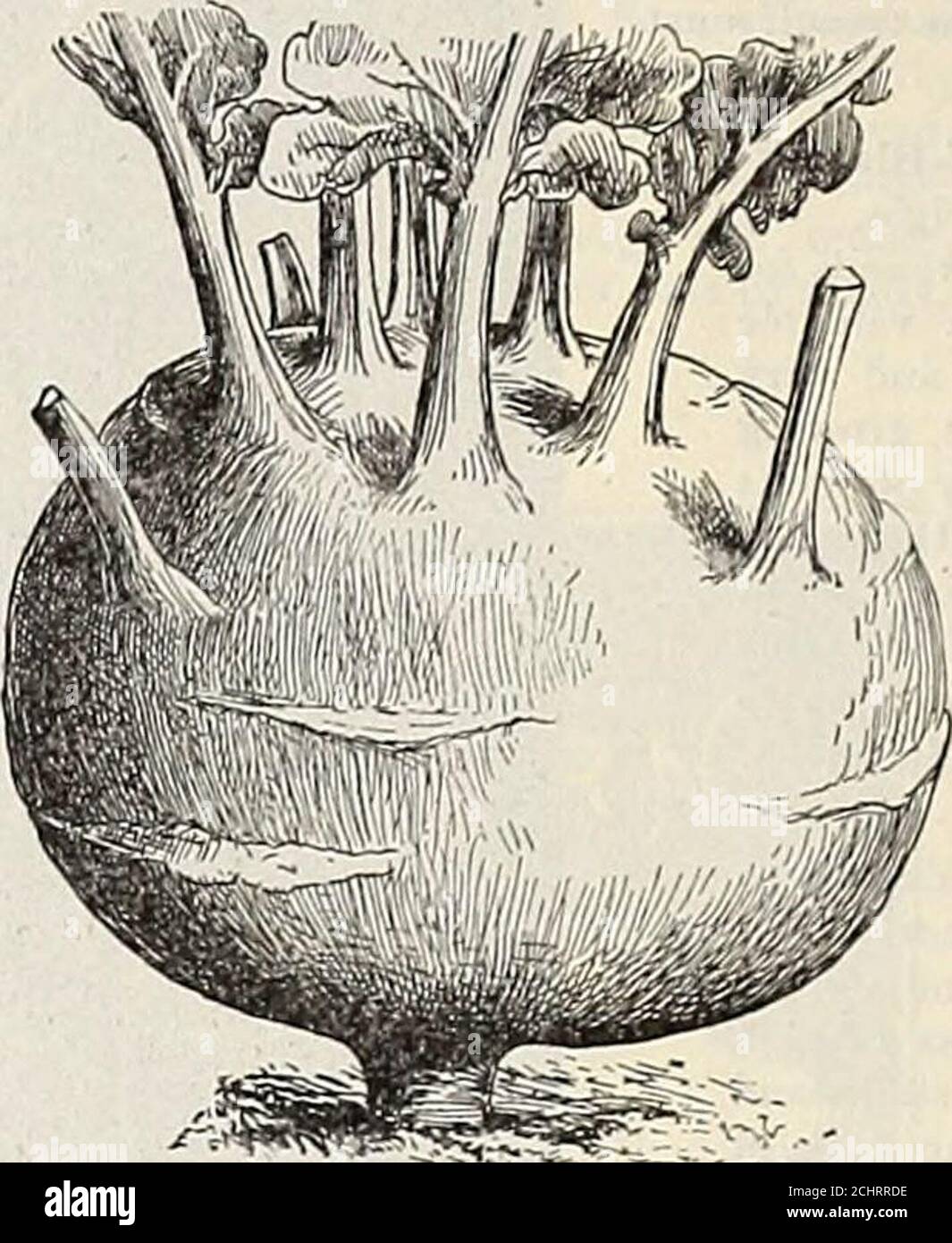 . Vick's garden and floral guide . Rabi is sown for general cropin the ...