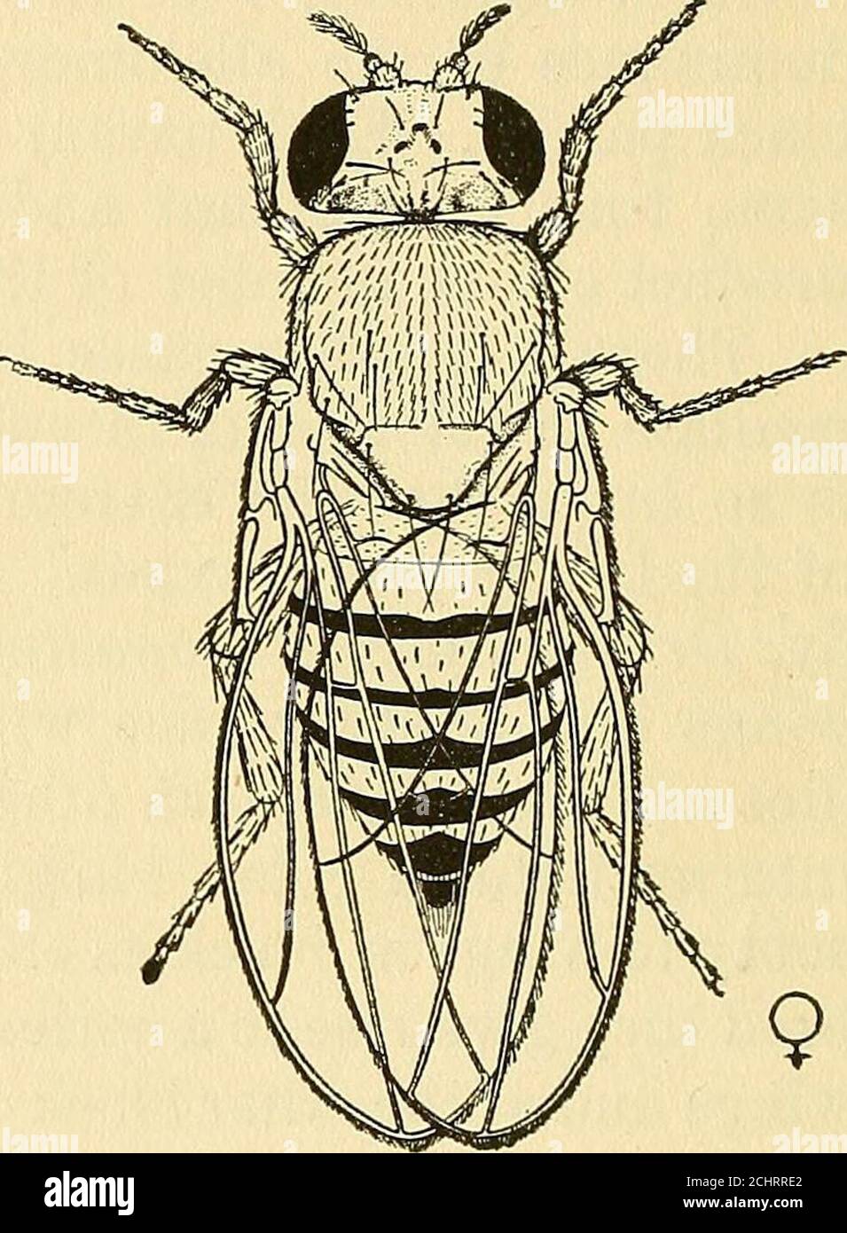 Male drosophila melanogaster hi-res stock photography and images - Alamy