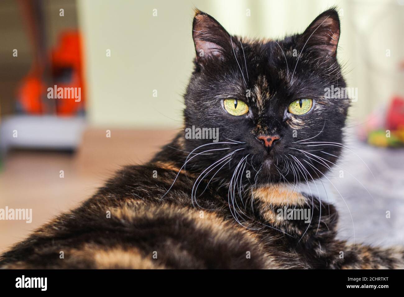 Cat in three colors hi-res stock photography and images - Alamy
