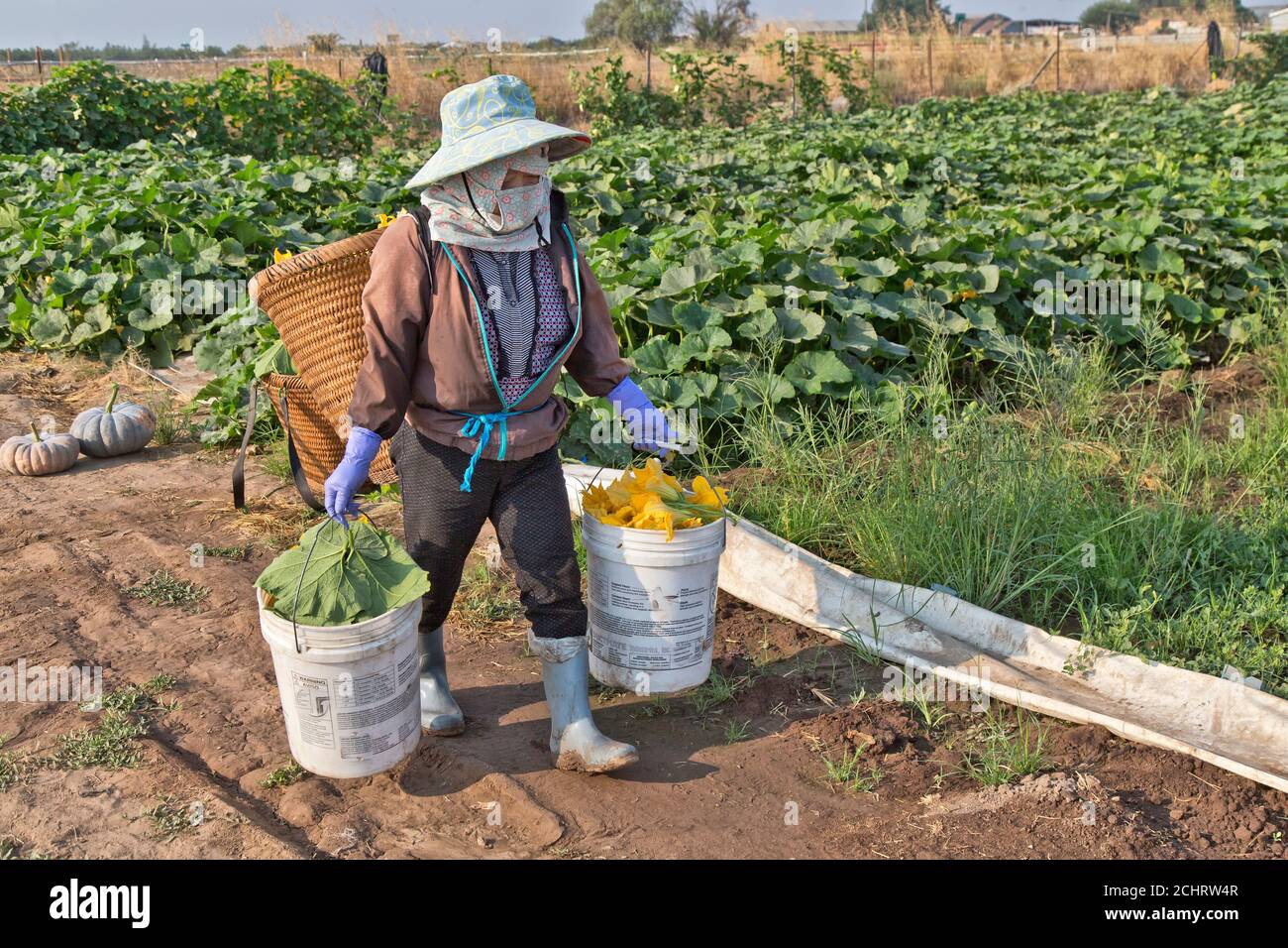 Female field worker carrying harvested Chinese Tropical squash male ...