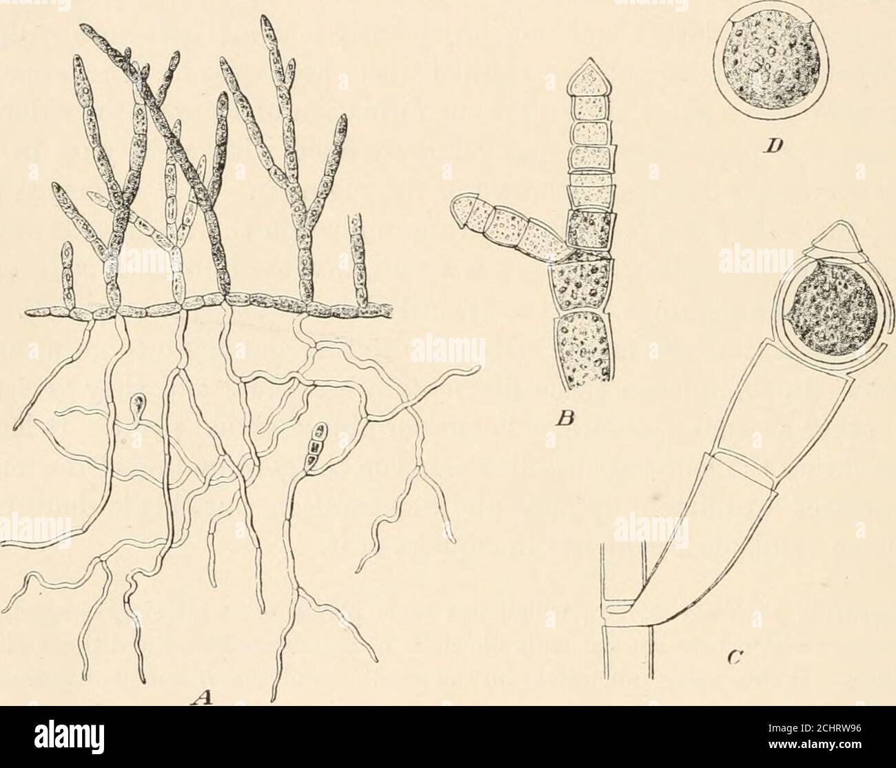 Algae cell division hi-res stock photography and images - Alamy