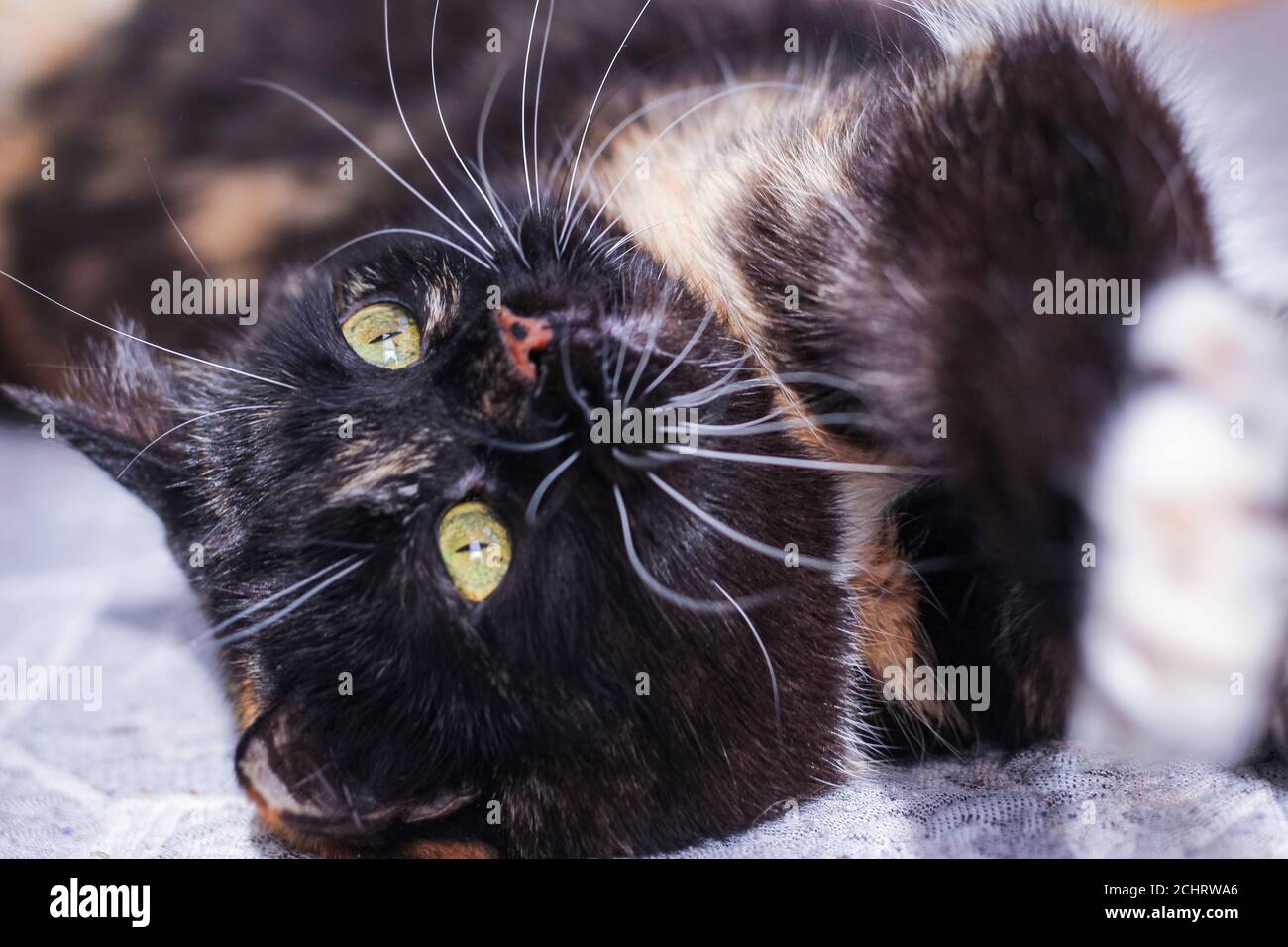 Cat in three colors hi-res stock photography and images - Alamy