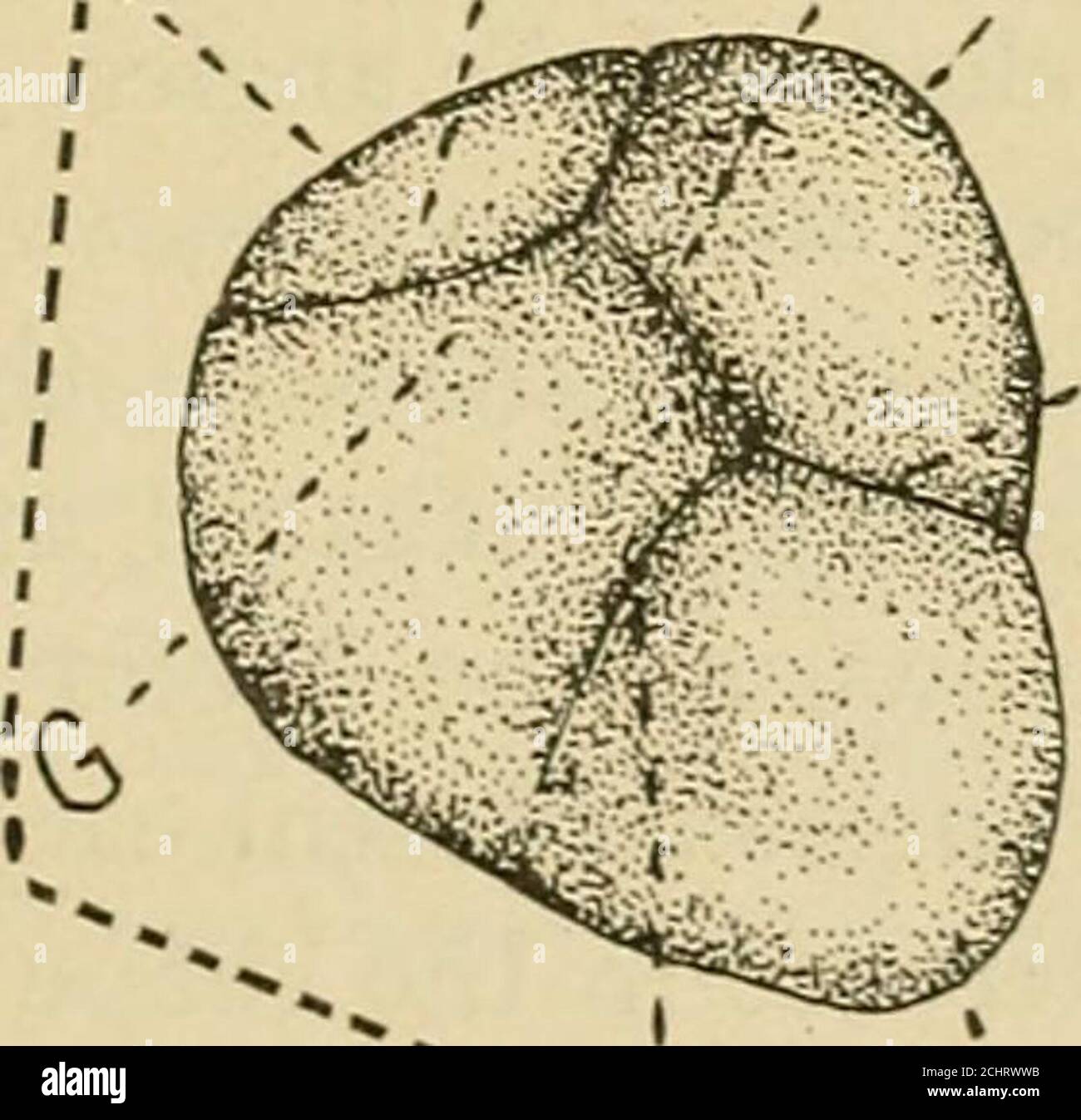 . Operative and dental anatomy technics; a class-room and laboratory ...