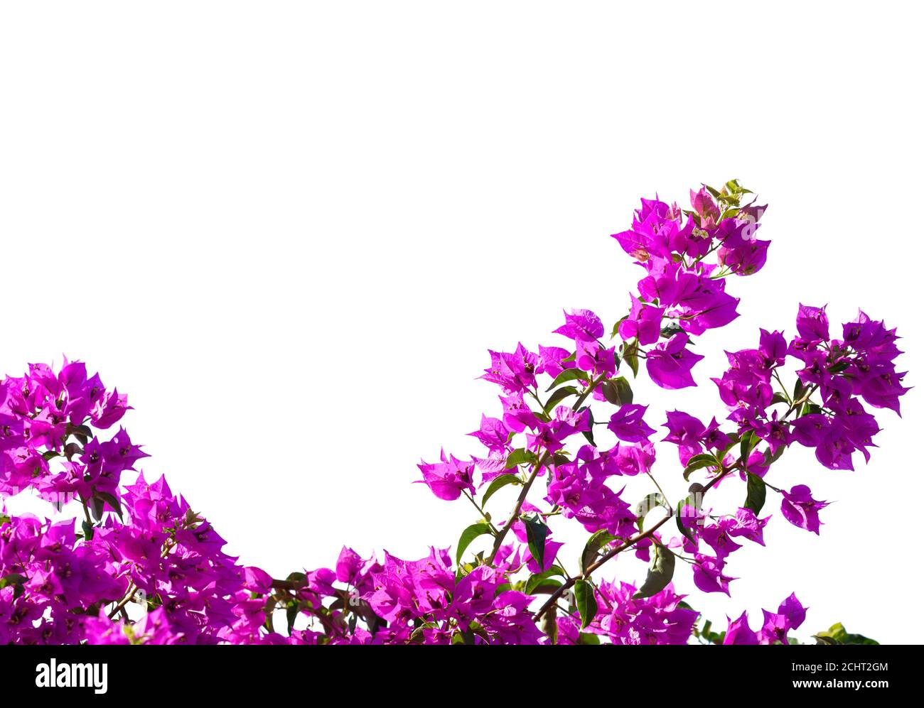 Blooming Bougainvillea of magenta color isolated on white background ...