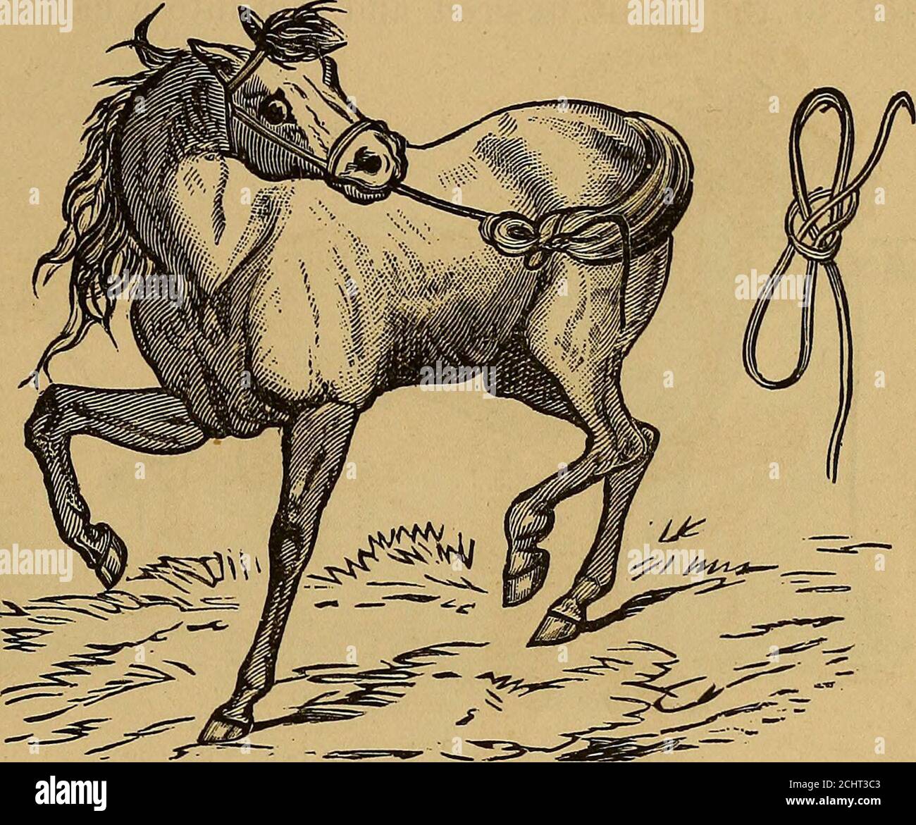 Haltering horse hi-res stock photography and images - Alamy