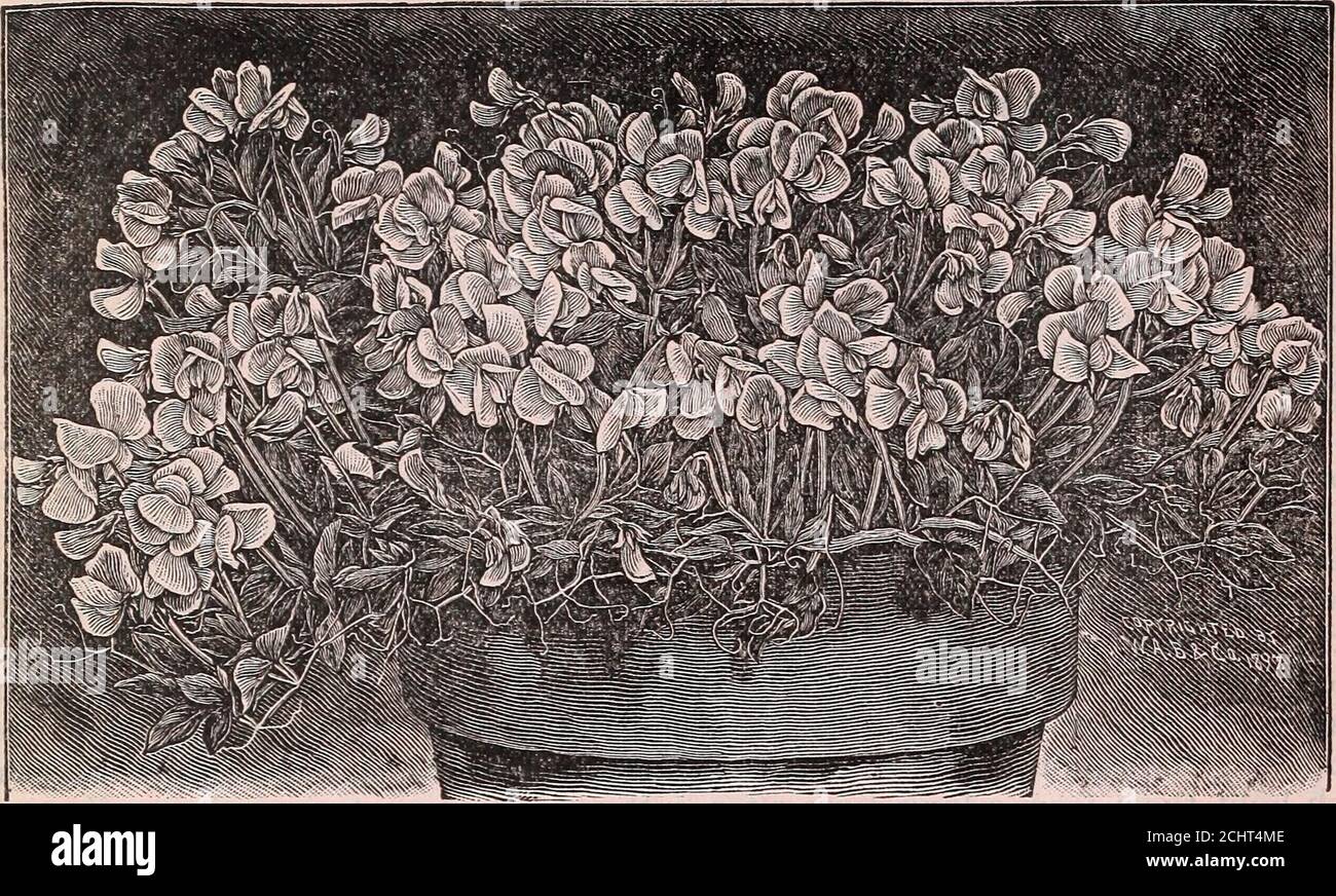 New hardy memorial roses hi-res stock photography and images - Alamy