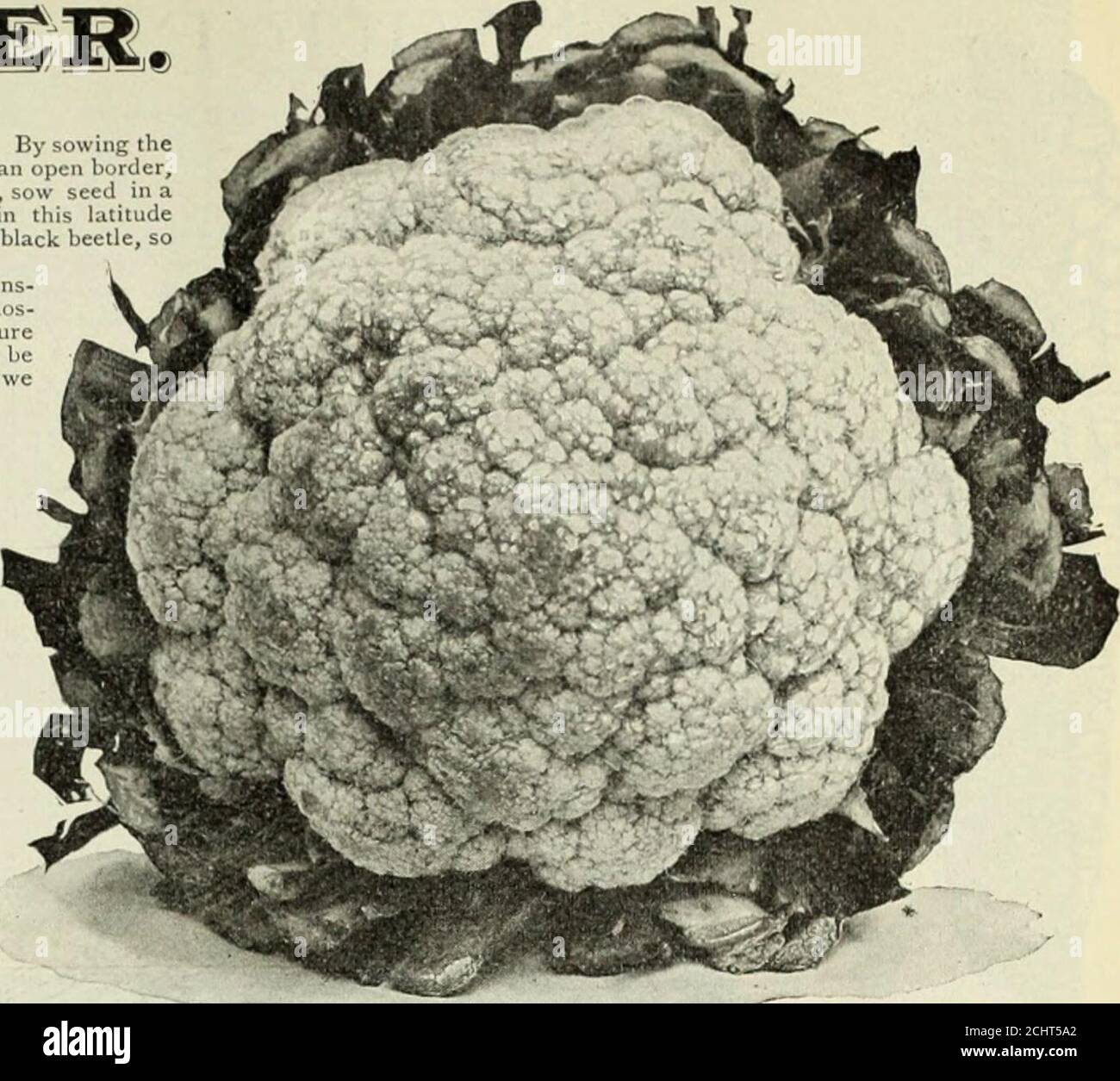 Sowing seeds garden border hi-res stock photography and images - Alamy