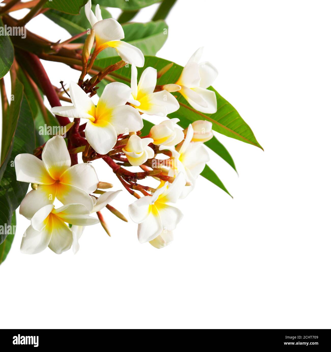 Tropical white flowers hi-res stock photography and images - Alamy