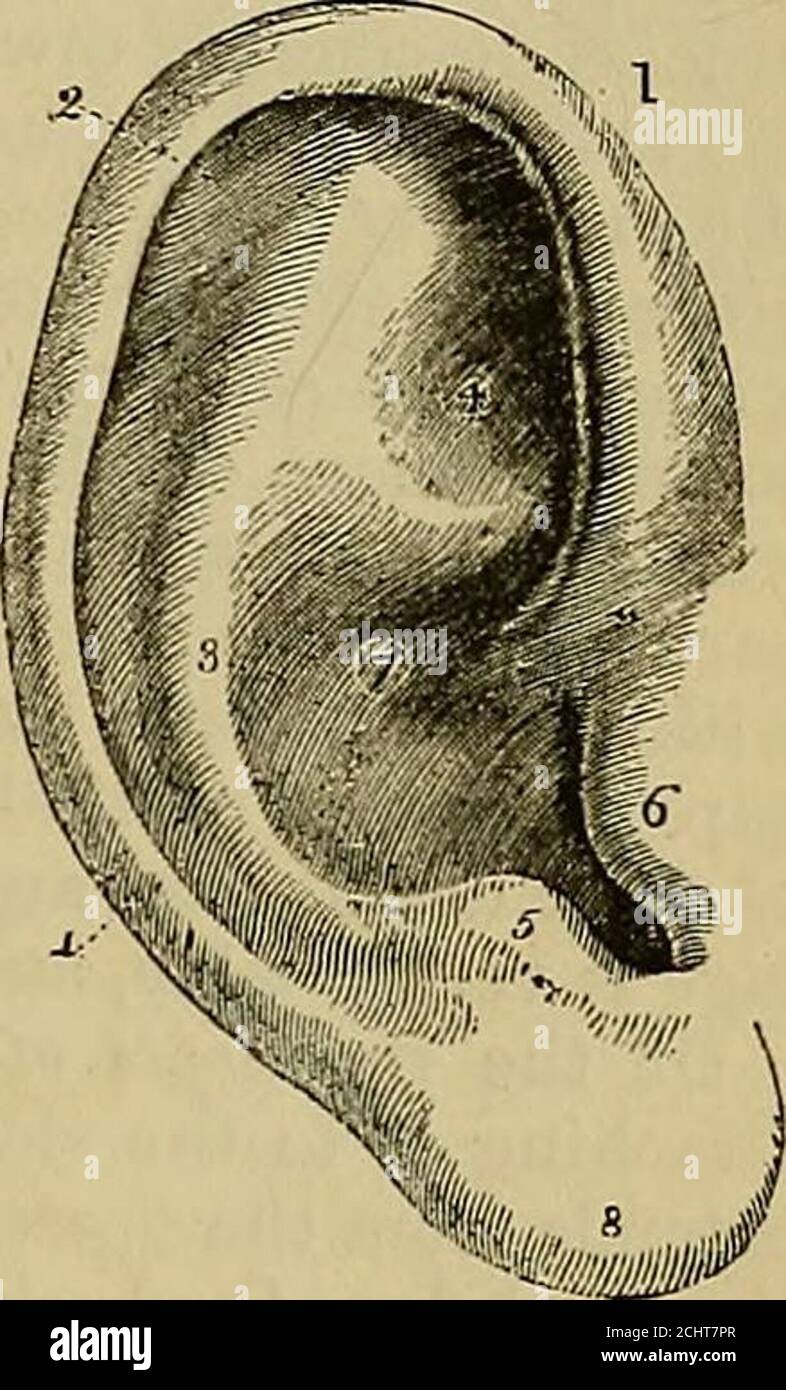 . Quain's elements of anatomy . low of the concha, surrounds the upper ...