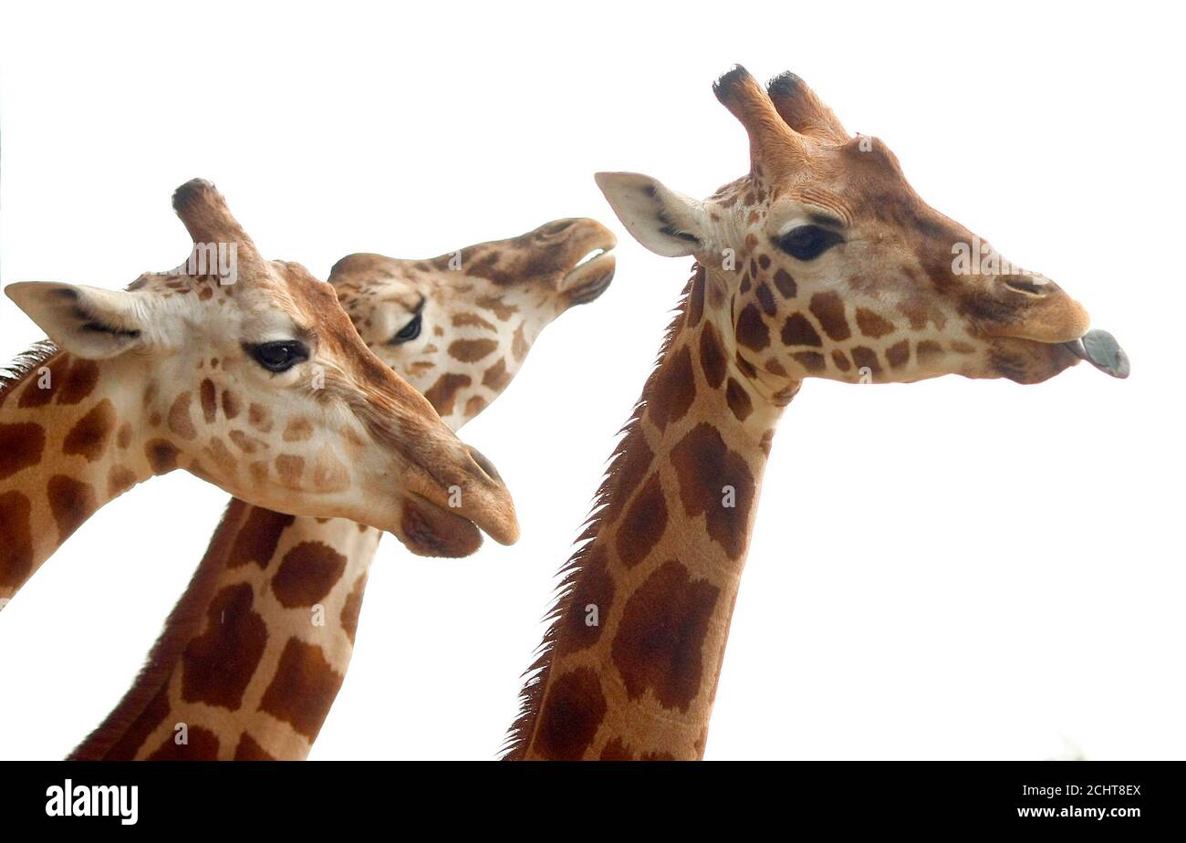 Tallest Land Animal High Resolution Stock Photography and Images - Alamy