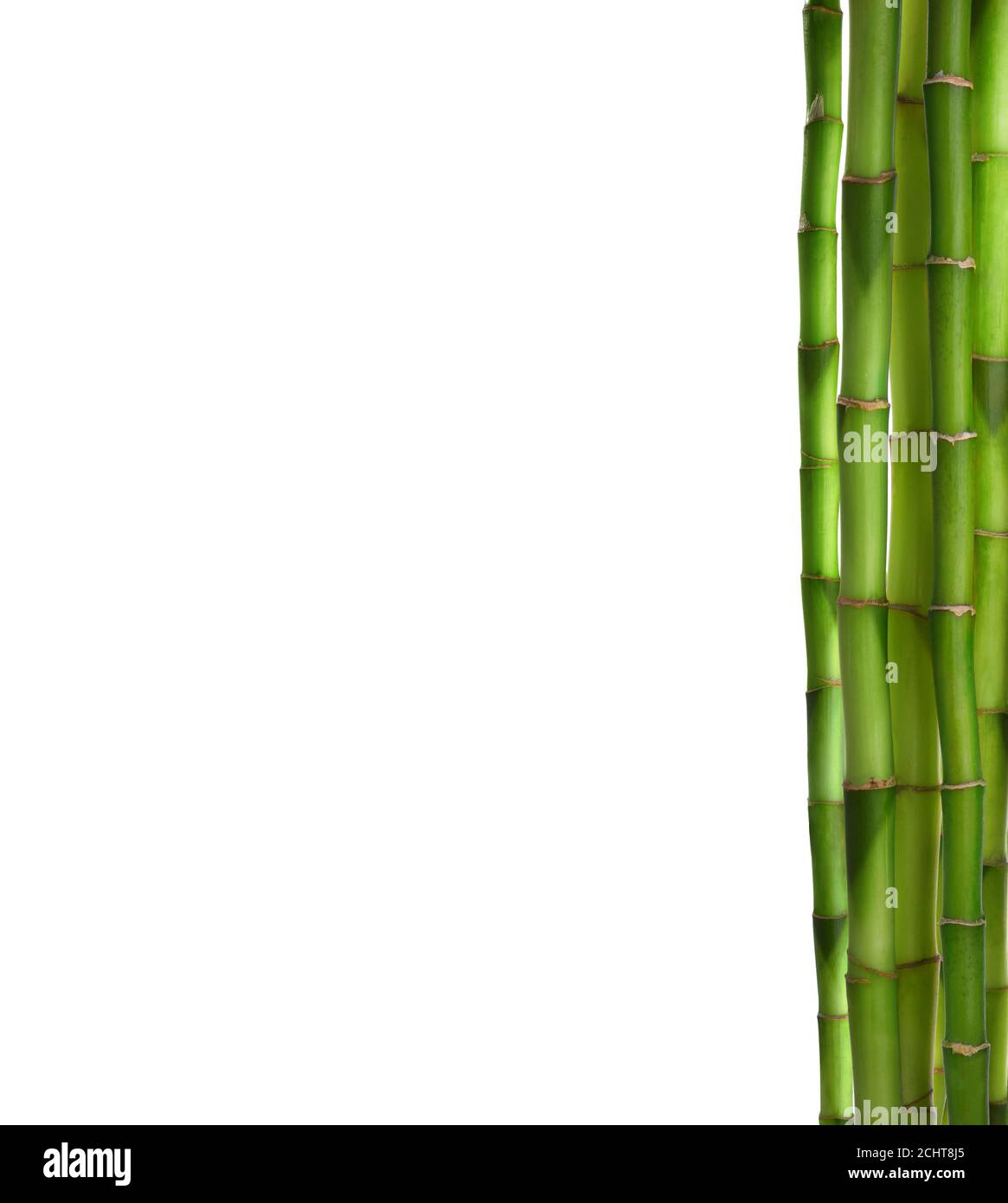 Branches of Bamboo isolated on white background Stock Photo - Alamy