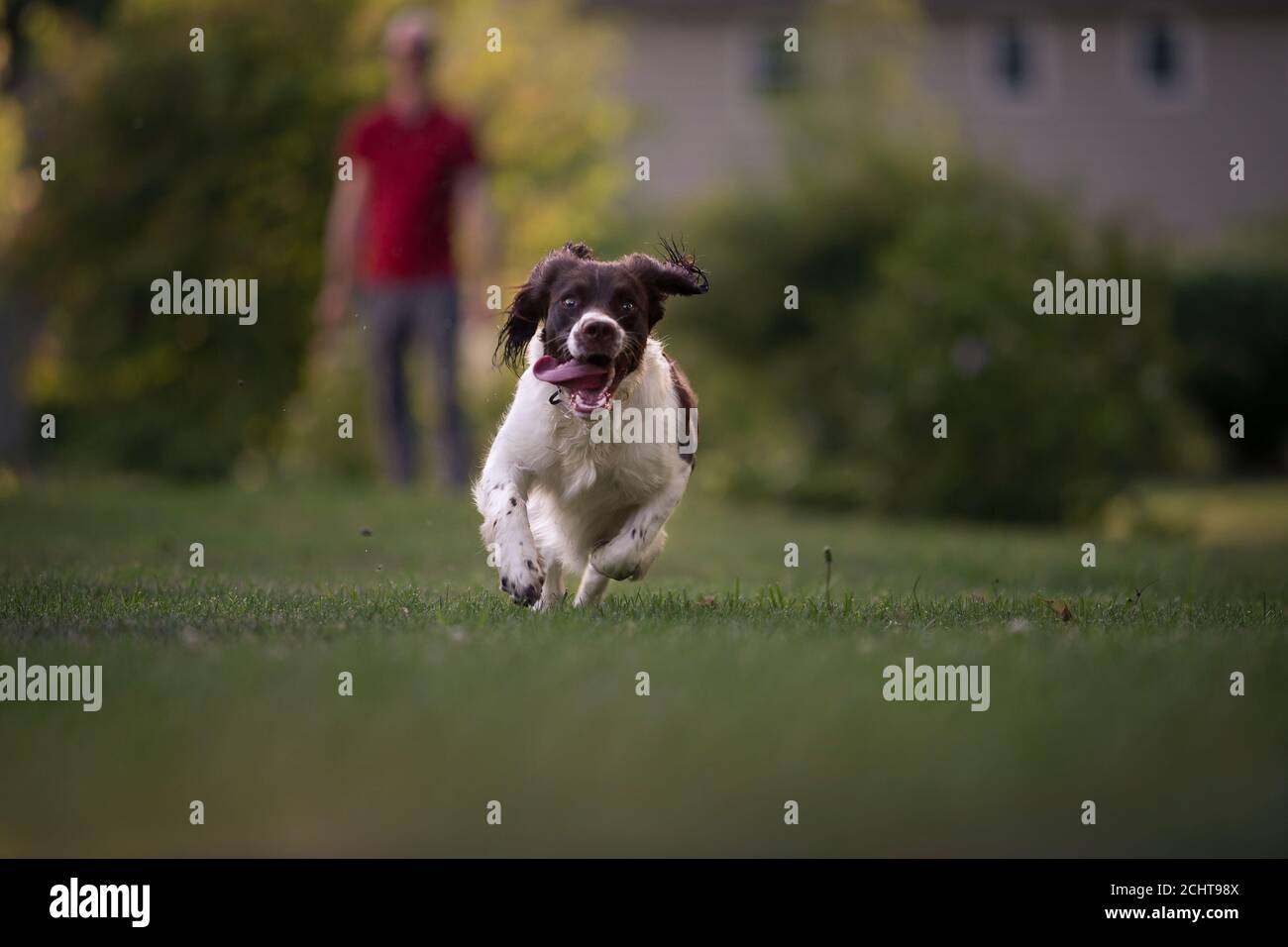 English Springer Spaniel Dog Running Outdoors Stock Photo - Alamy
