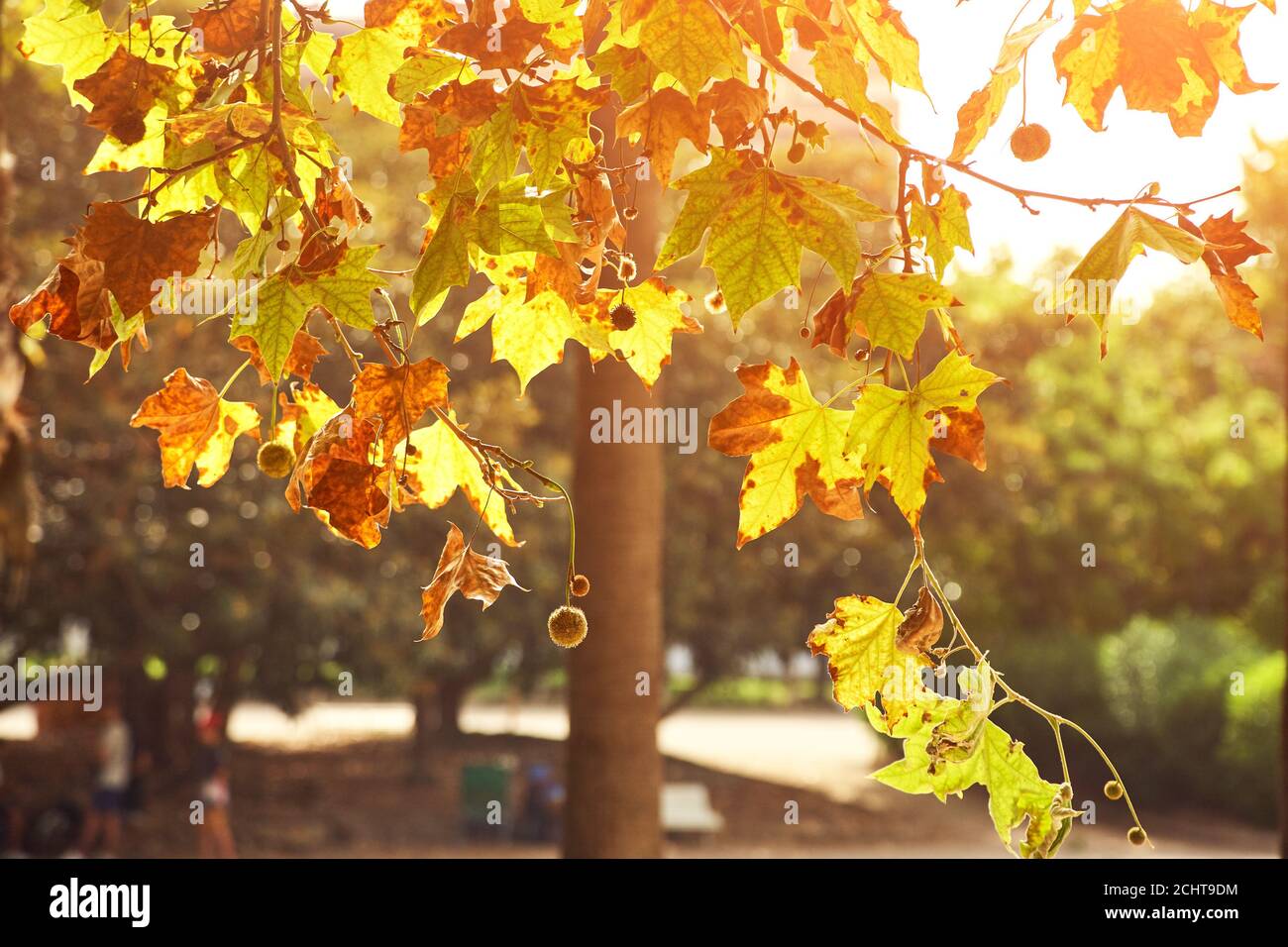 sycamore branch with yellow leaves. autumn nature background Stock ...